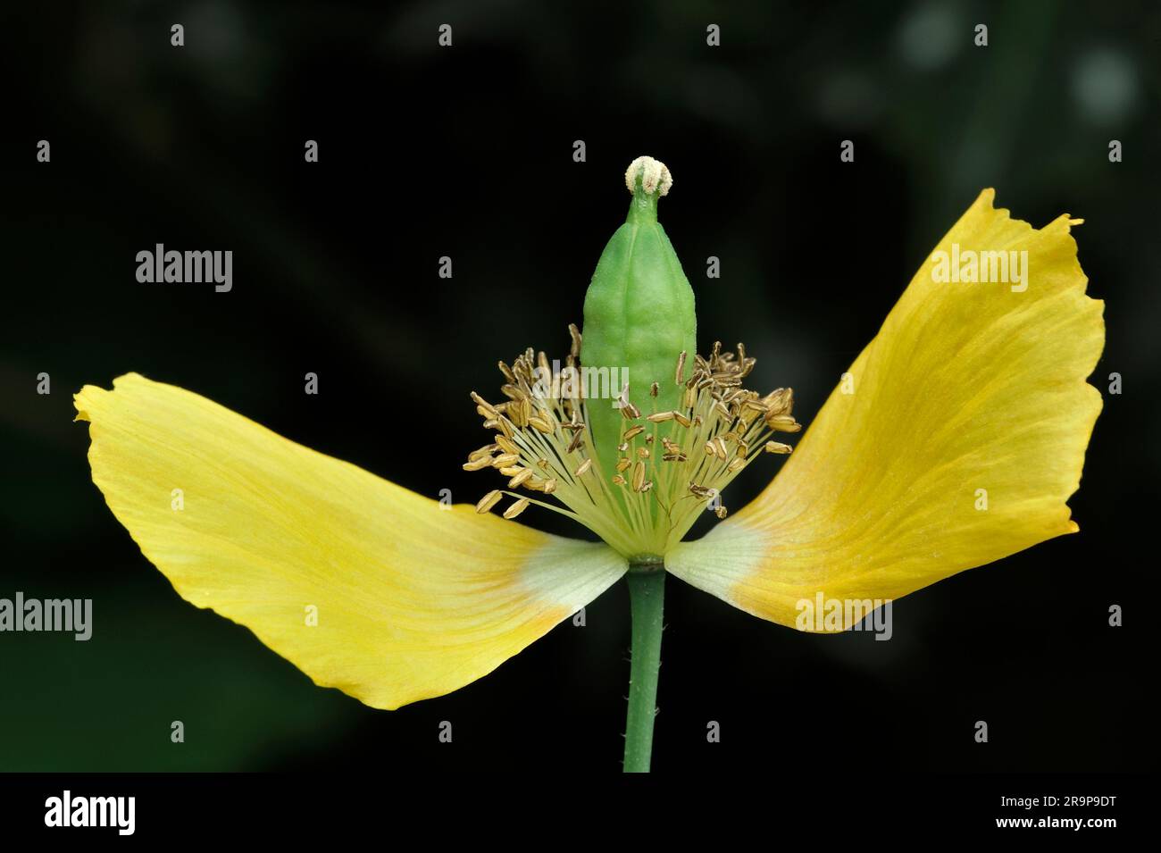 Welsh Poppy (Meconopsis cambrica) close-up of the flower of a plant ...
