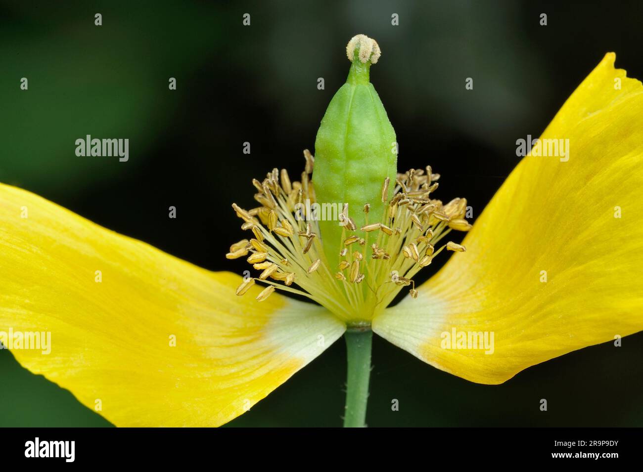 Welsh Poppy (Meconopsis cambrica) close-up of the flower of a plant ...