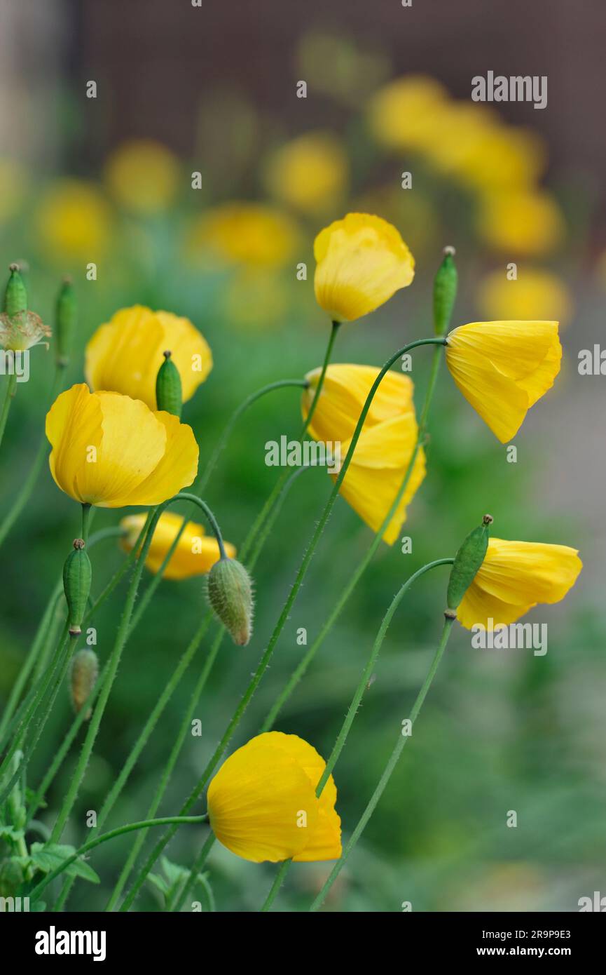 Welsh Poppy (Meconopsis cambrica) mass of flowering plants growing at ...