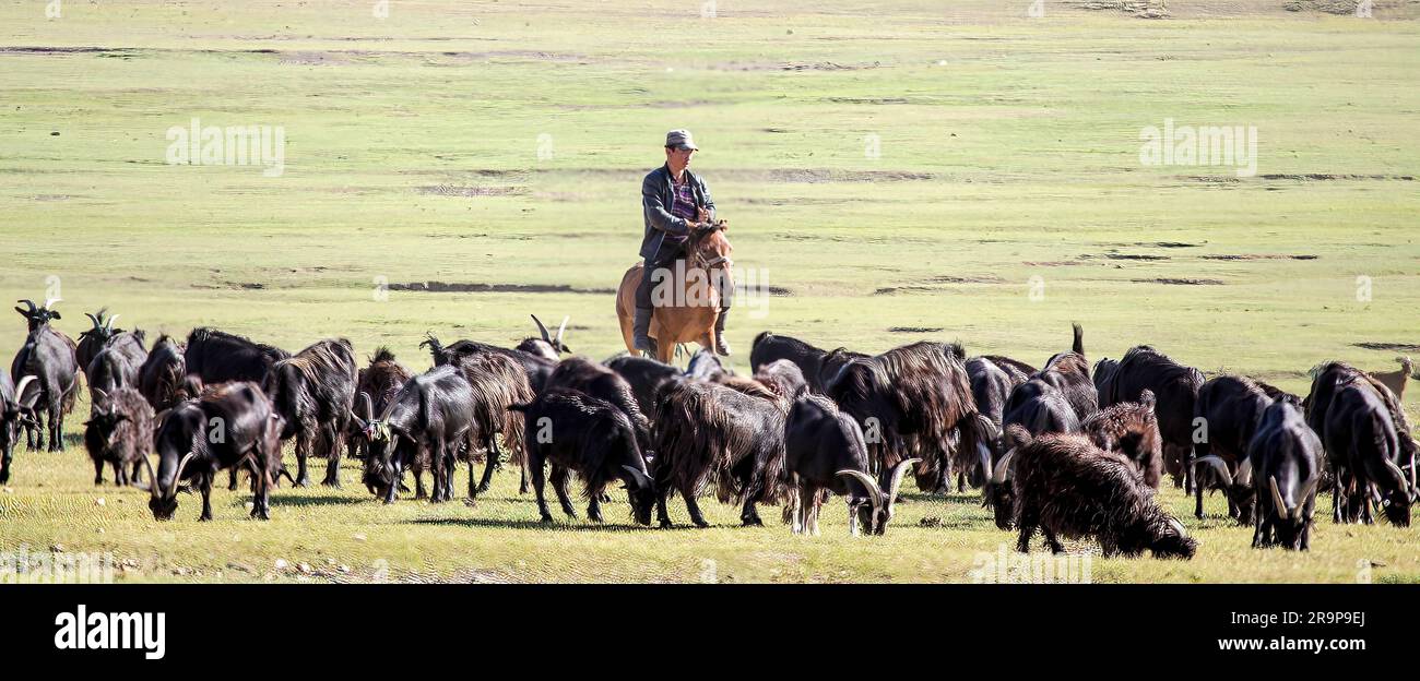 Herding in Mongolia Stock Photo - Alamy
