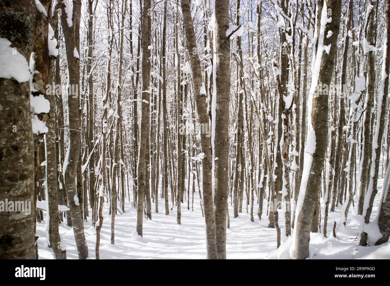 Photographic documentation of a birch forest in the Tuscan Apennines ...