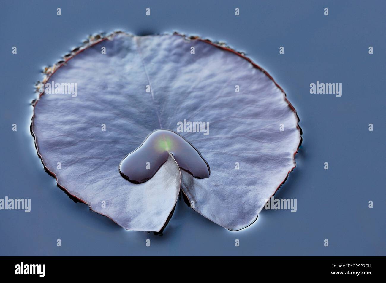 White waterlilies scotland hi-res stock photography and images - Alamy