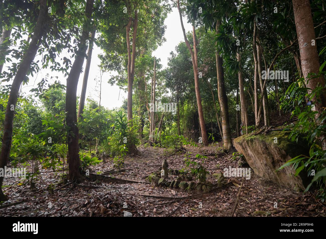 Deep tropical jungles of Southeast Asia. Asian tropical rainforest ...
