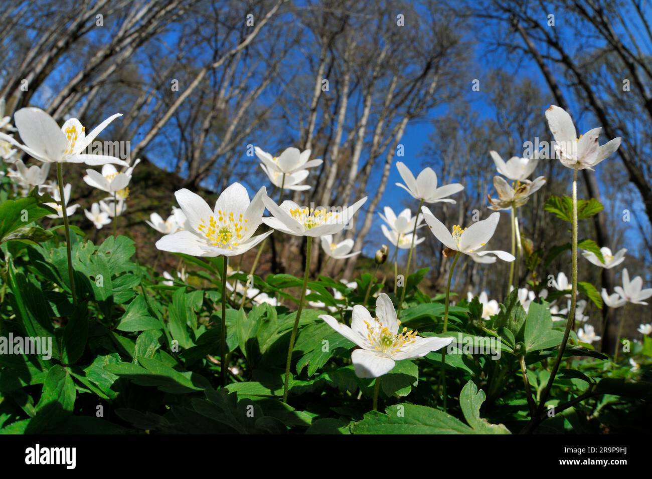 Wood Anemones (Anemone nemorosa) growing on woodland floor of the RSPB ...