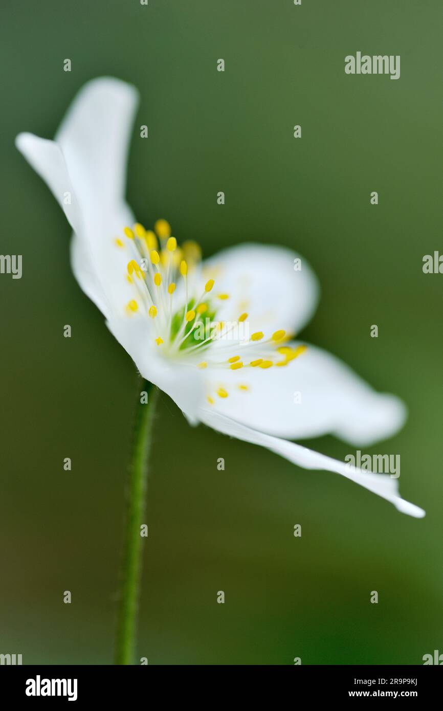 Wood Anemone (Anemone nemorosa) close-up of flowerhead photographed ...