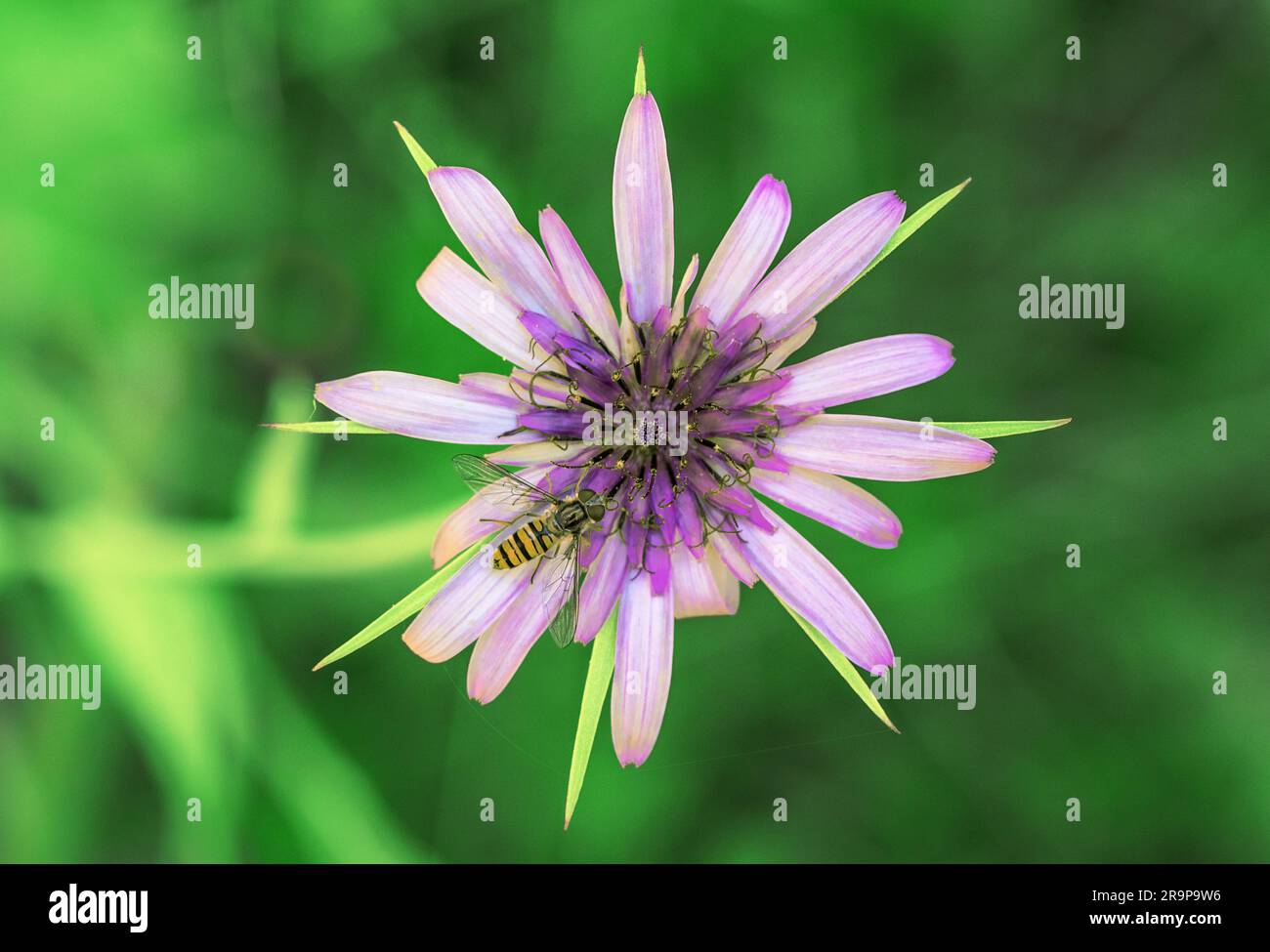 Flower photography destination hi-res stock photography and images - Alamy