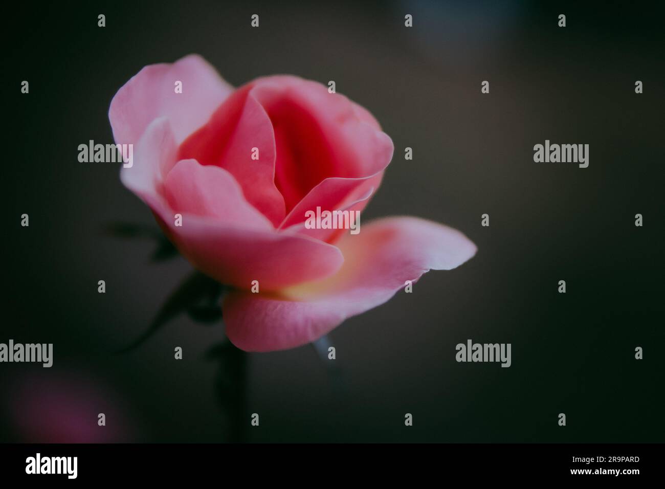 Neutral usa background hi-res stock photography and images - Alamy