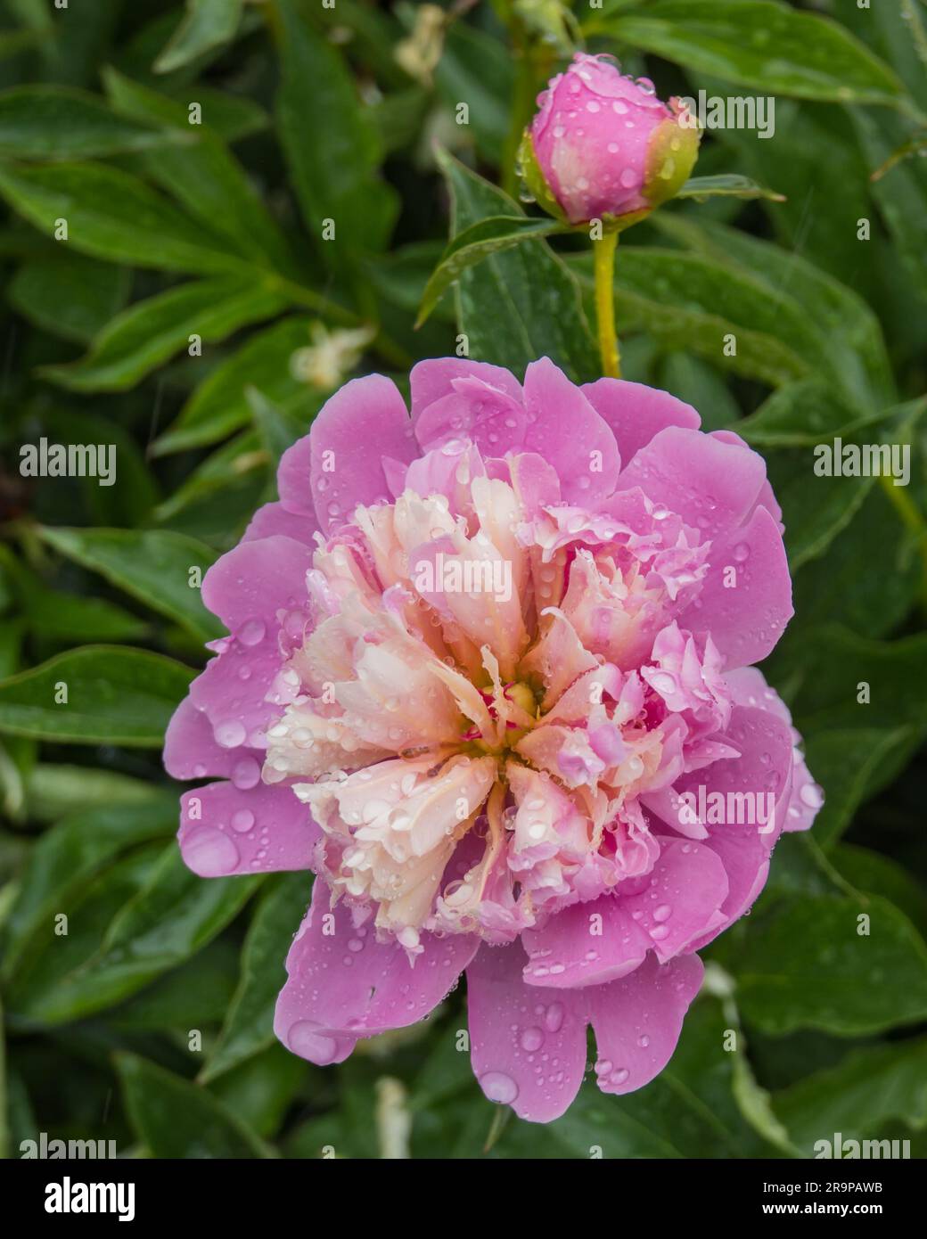 rain drenched peony blossom Stock Photo - Alamy