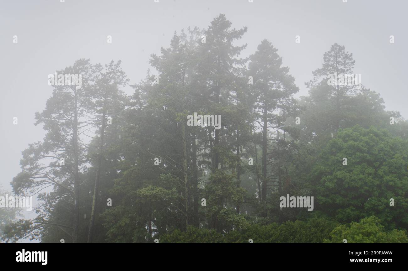 Rainy weather with trees hi-res stock photography and images - Alamy