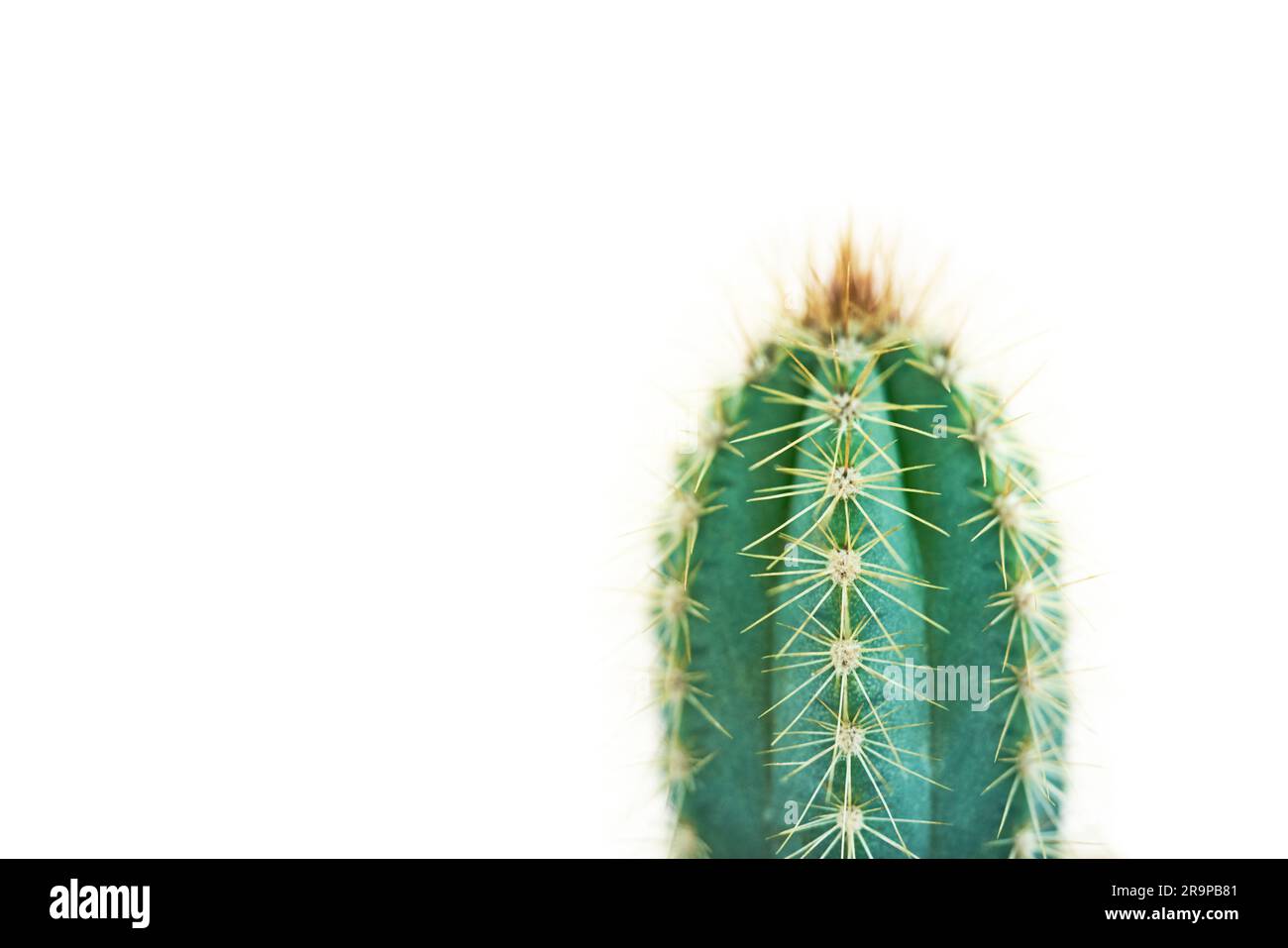 Spiky columnar green blue cactus plant on a white background with copy ...