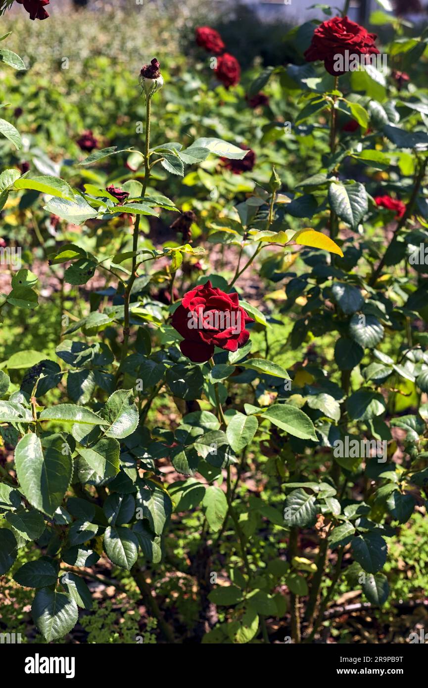 Red roses in bloom in a bush on a sunny day Stock Photo - Alamy