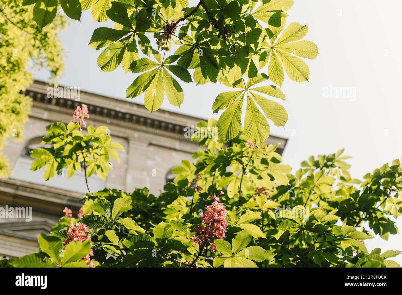 Chestnut tree in paris france hi-res stock photography and images - Alamy