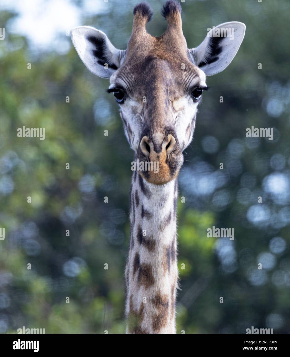 The Giraffe is curious by nature and will spend ages staring at ...