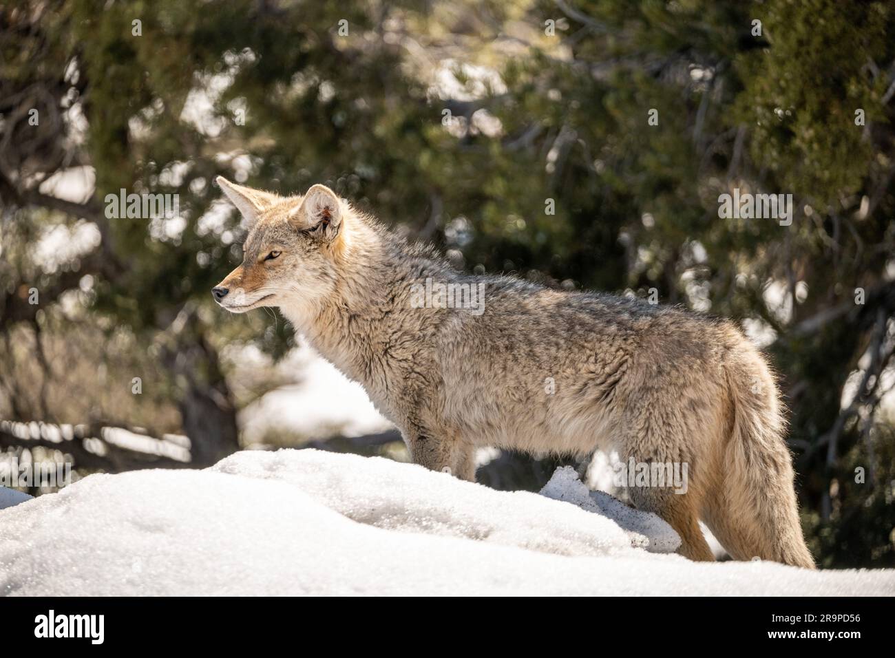 Arctic fox winter camouflage hi-res stock photography and images - Alamy