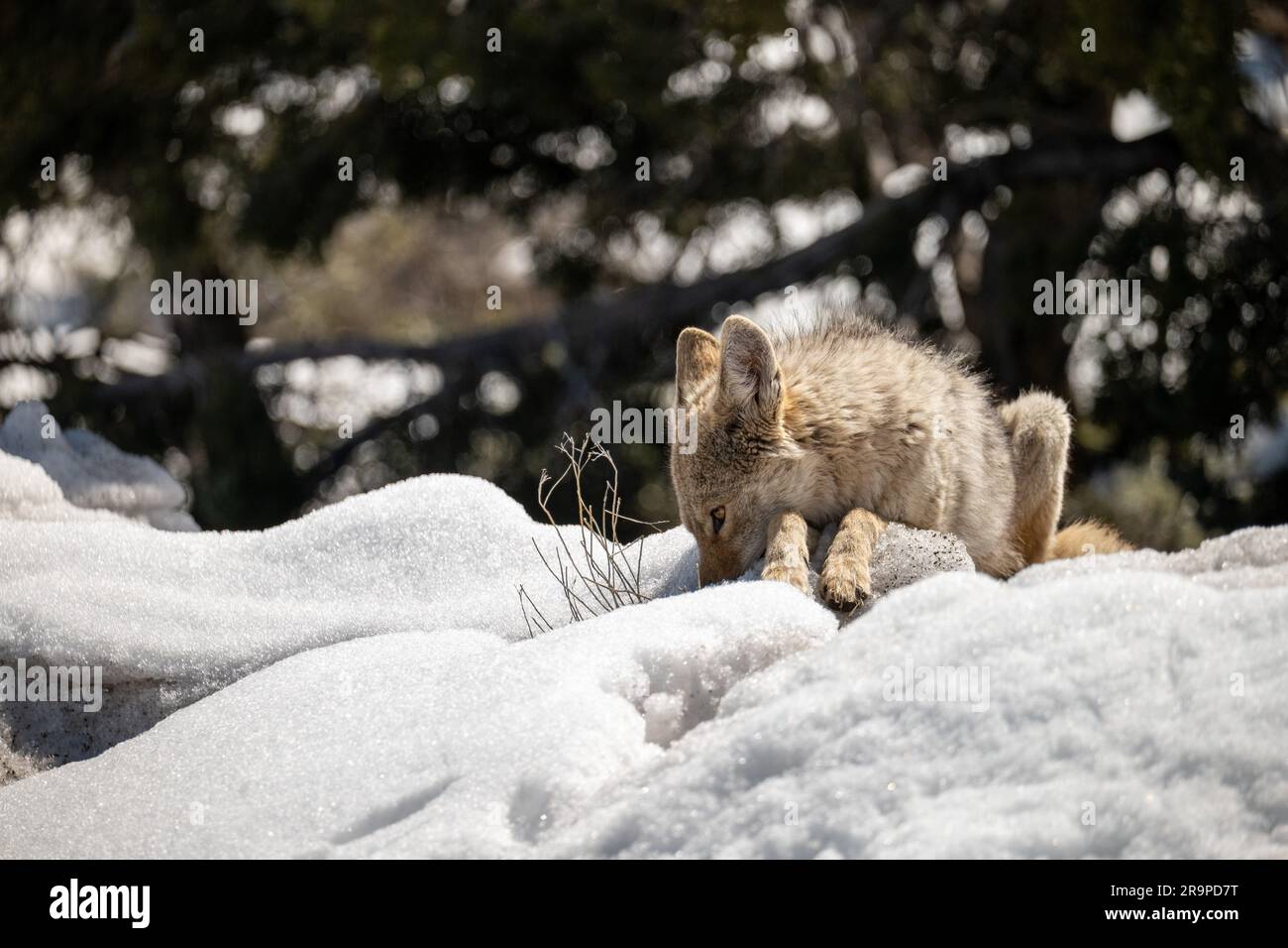 Arctic fox winter camouflage hi-res stock photography and images - Alamy