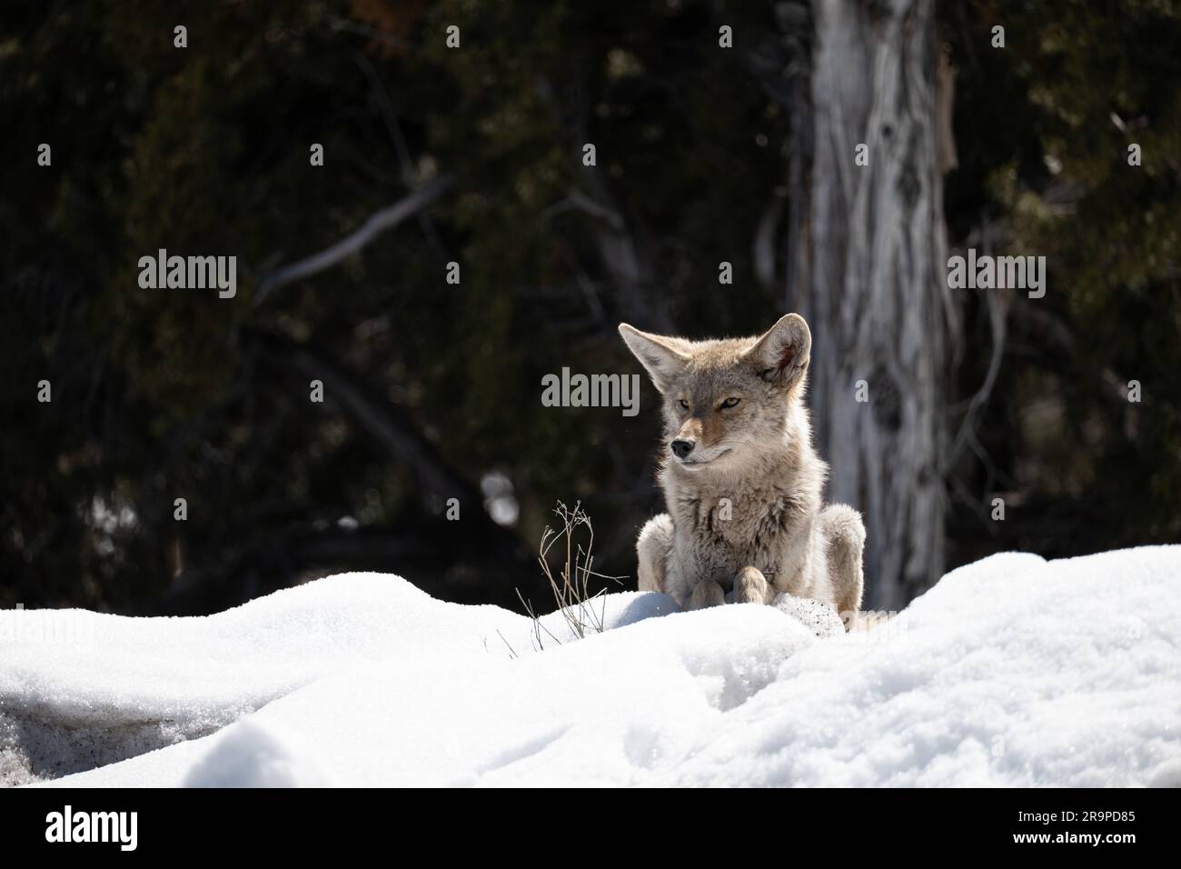 Arctic fox winter camouflage hi-res stock photography and images - Alamy