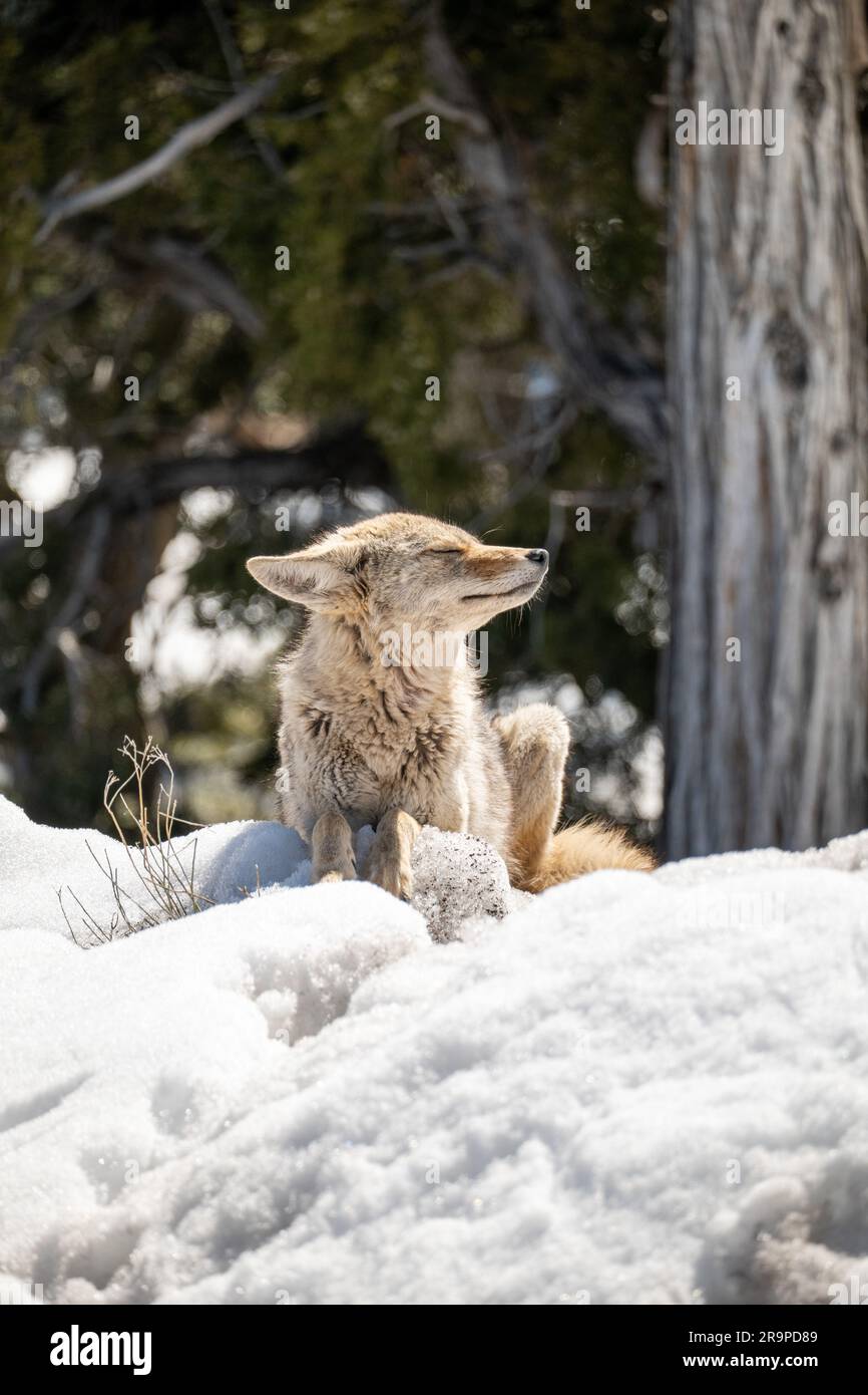 Arctic fox snow tail hi-res stock photography and images - Alamy