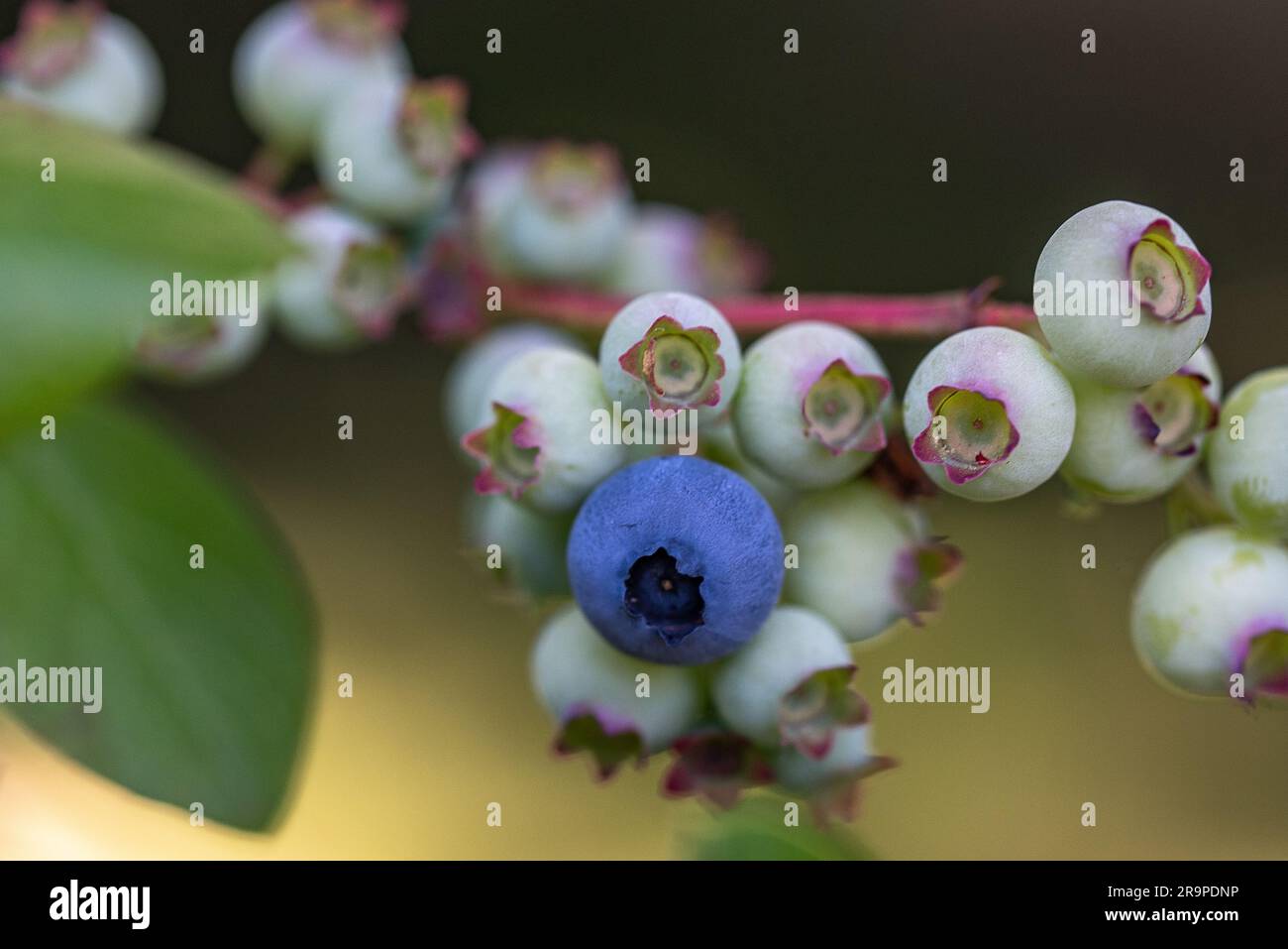 A closeup shot of blueberries growing on the branches of a tree Stock ...