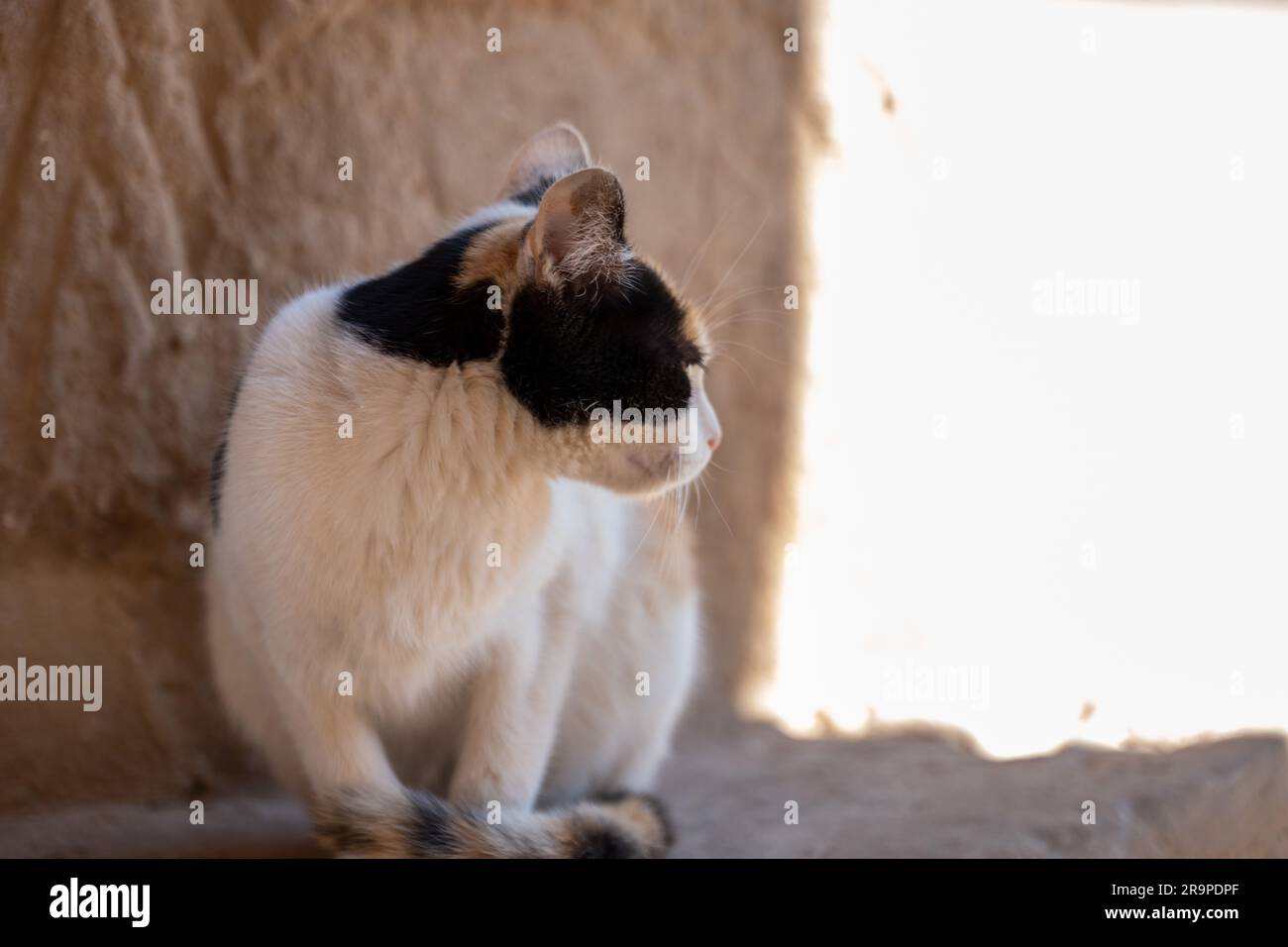 Stray Street Cat in a temple in Egypt Stock Photo - Alamy