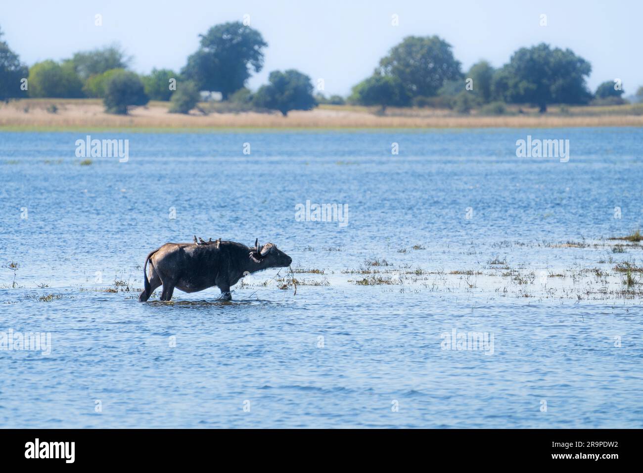 Side of water buffalo hi-res stock photography and images - Alamy