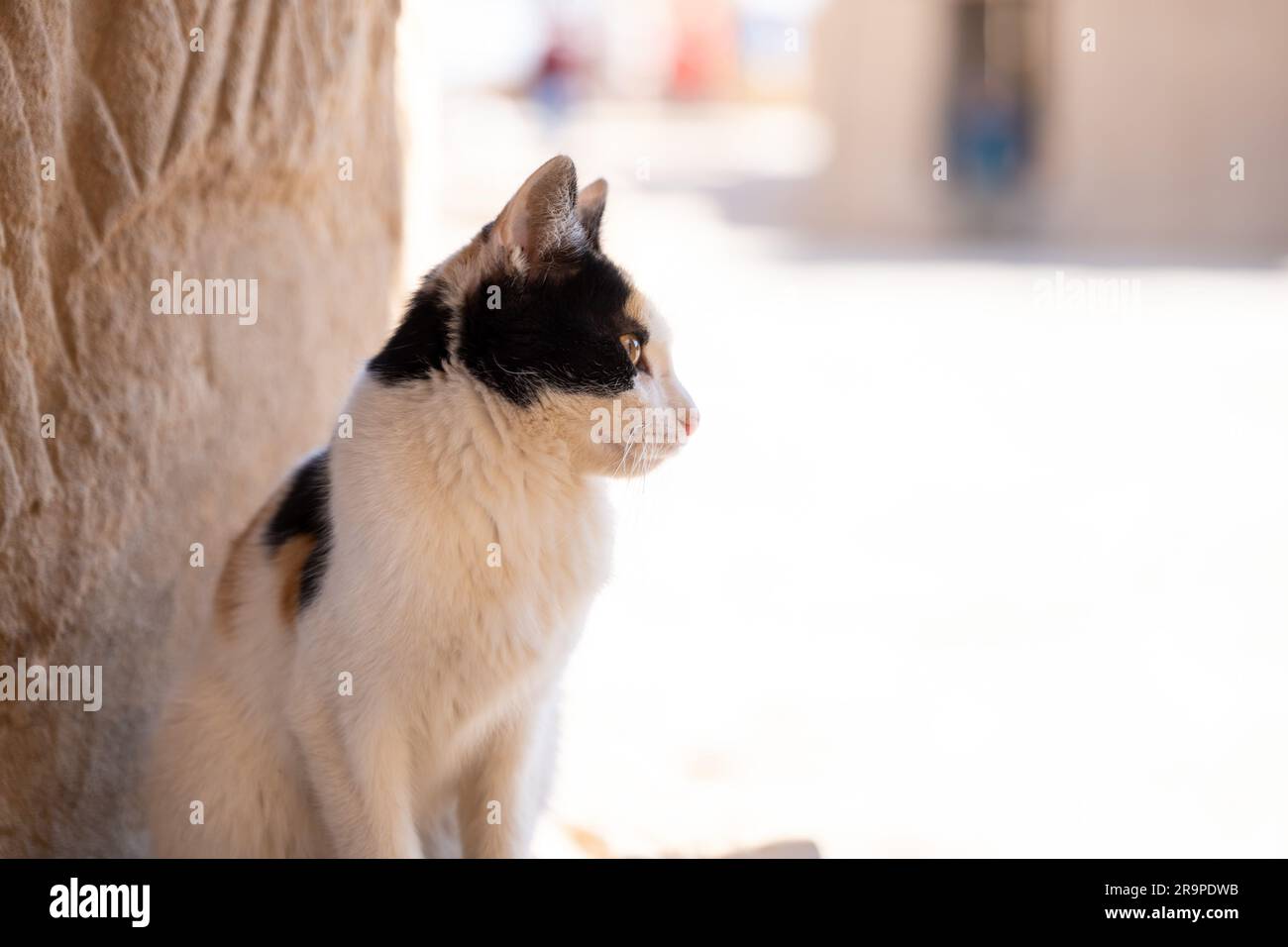Stray Street Cat in a temple in Egypt Stock Photo - Alamy