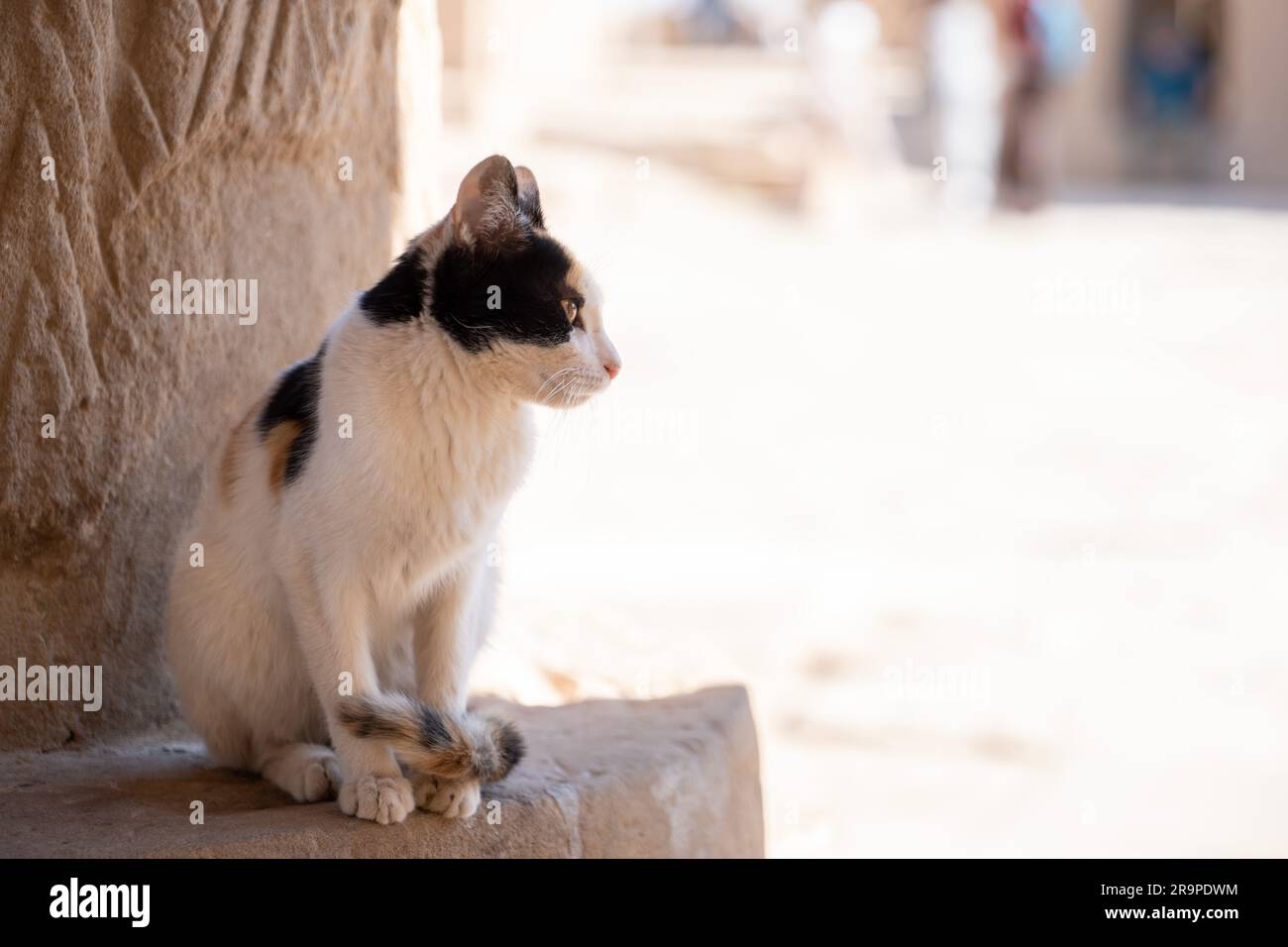 Stray cats in egypt hi-res stock photography and images - Alamy