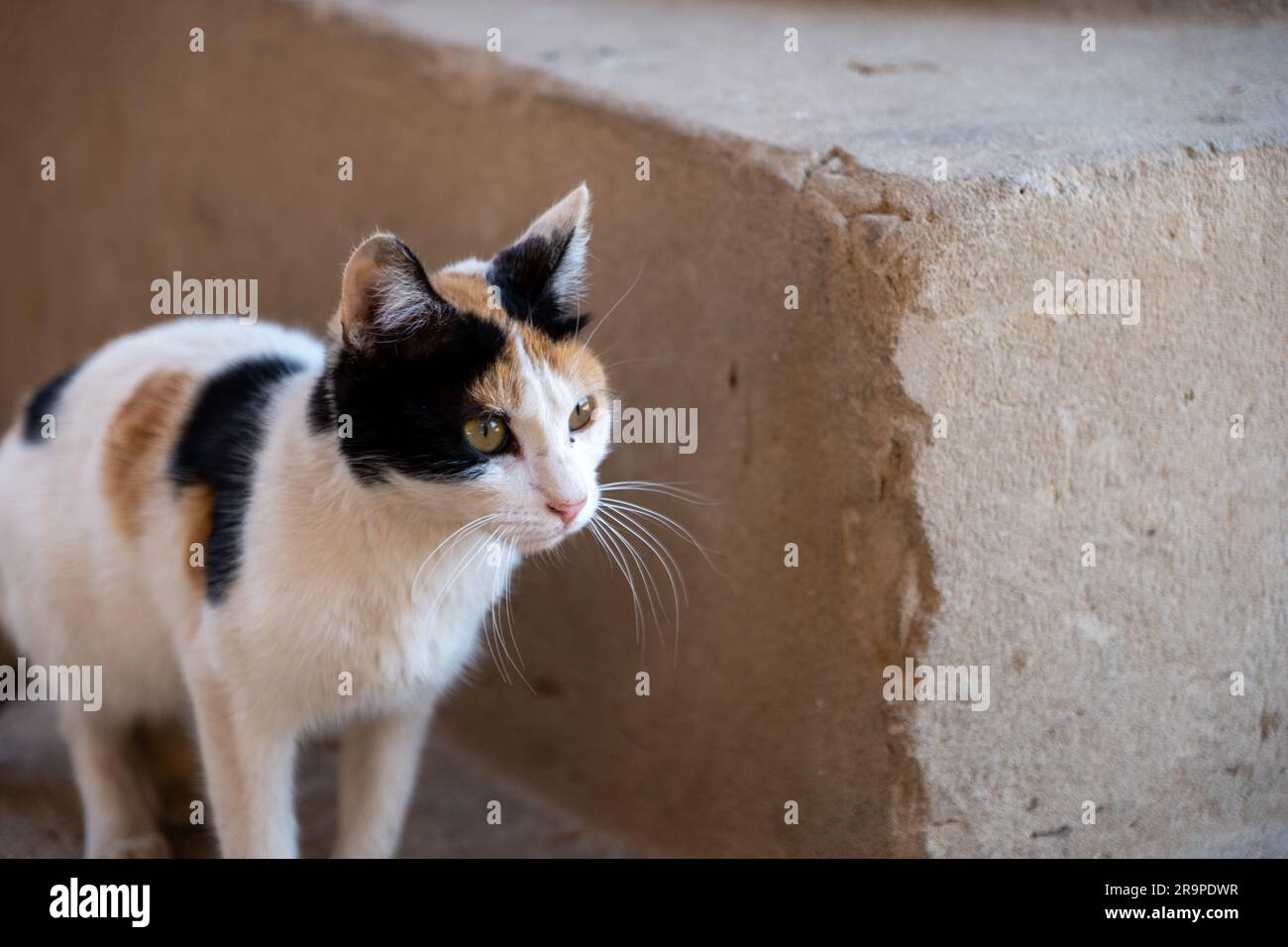 Stray Street Cat in a temple in Egypt Stock Photo - Alamy