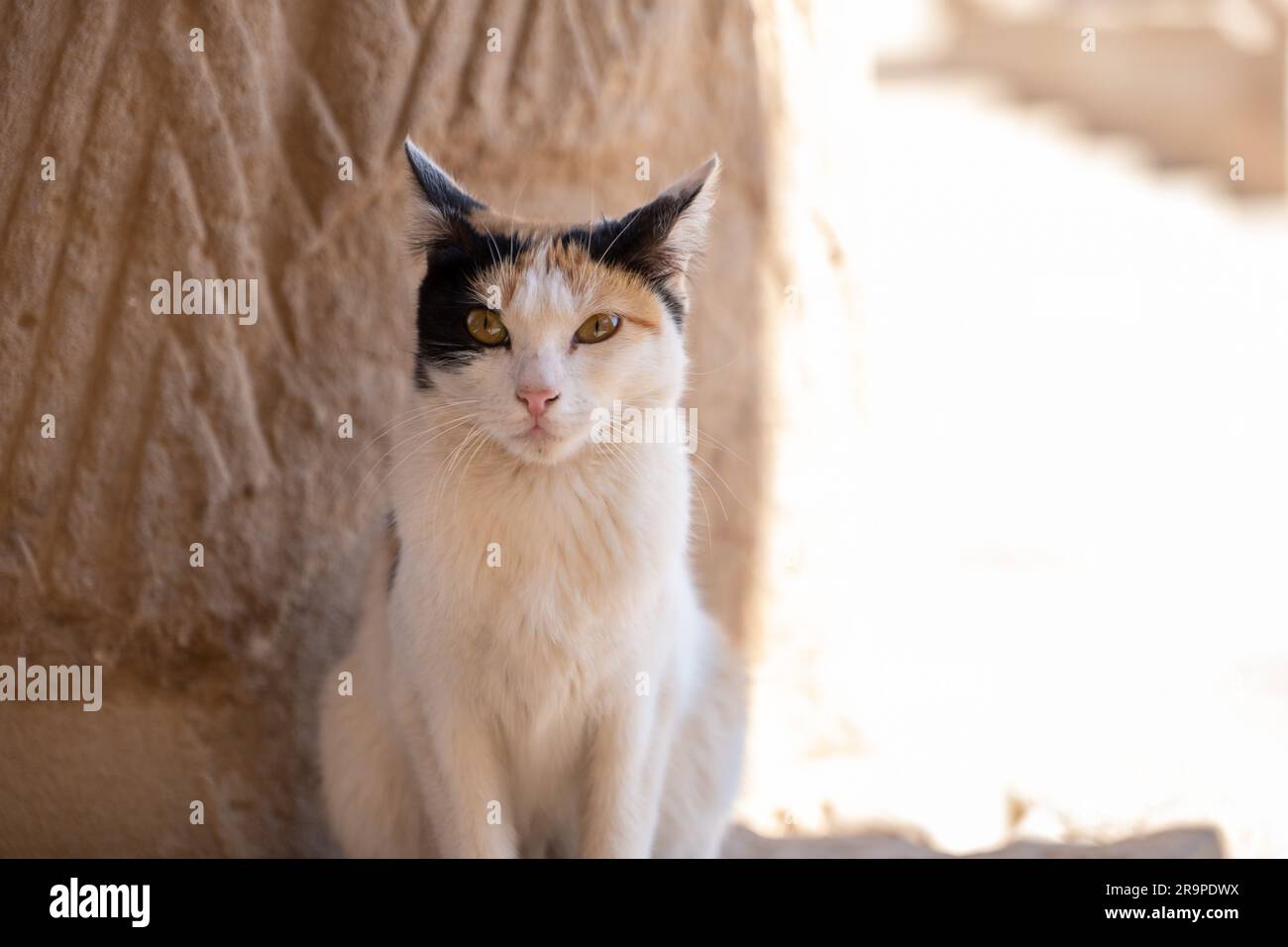 Sacred cats egypt hi-res stock photography and images - Alamy