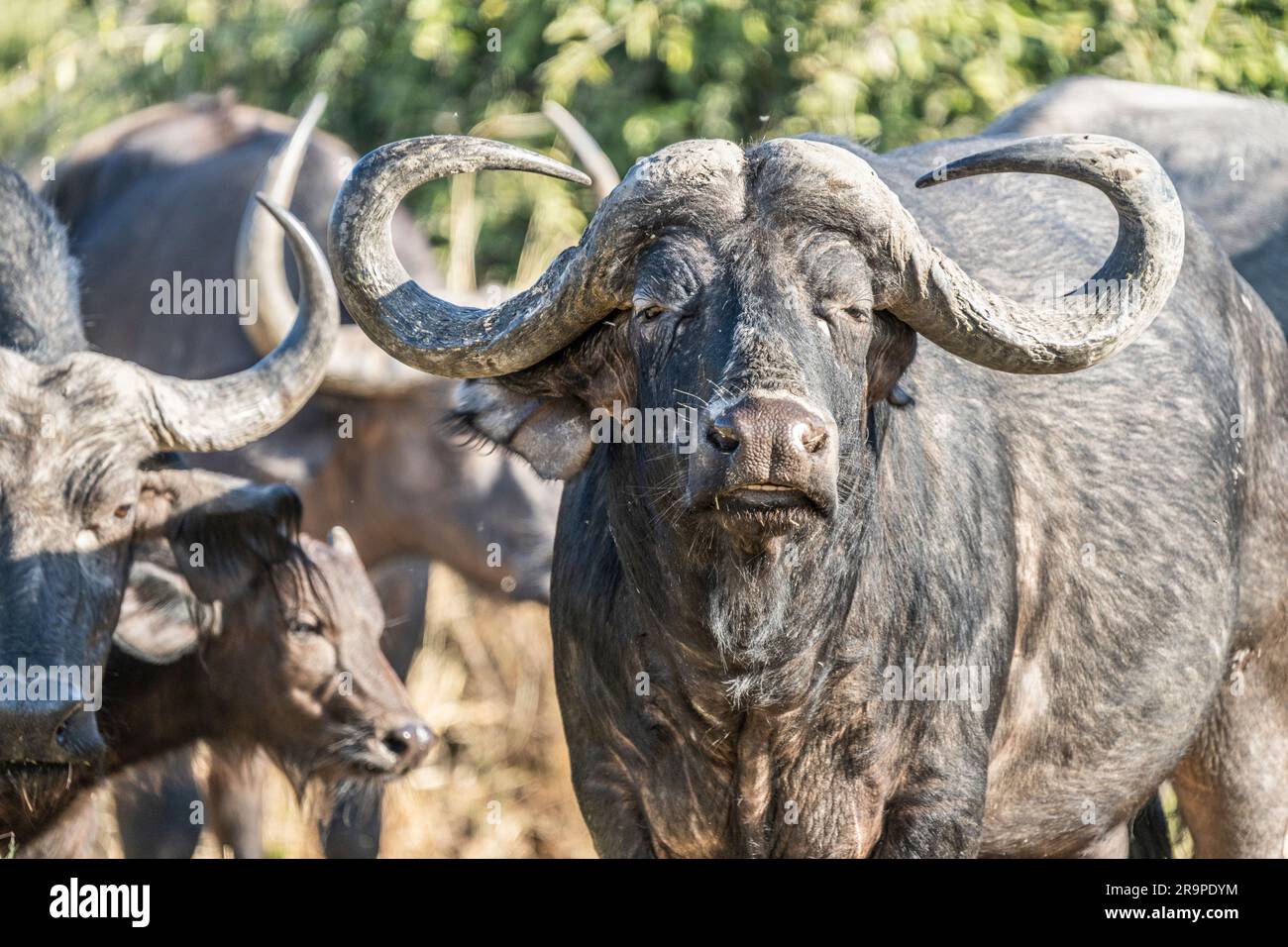 African buffalo (Syncerus caffer) portrait of his face. Chobe National ...