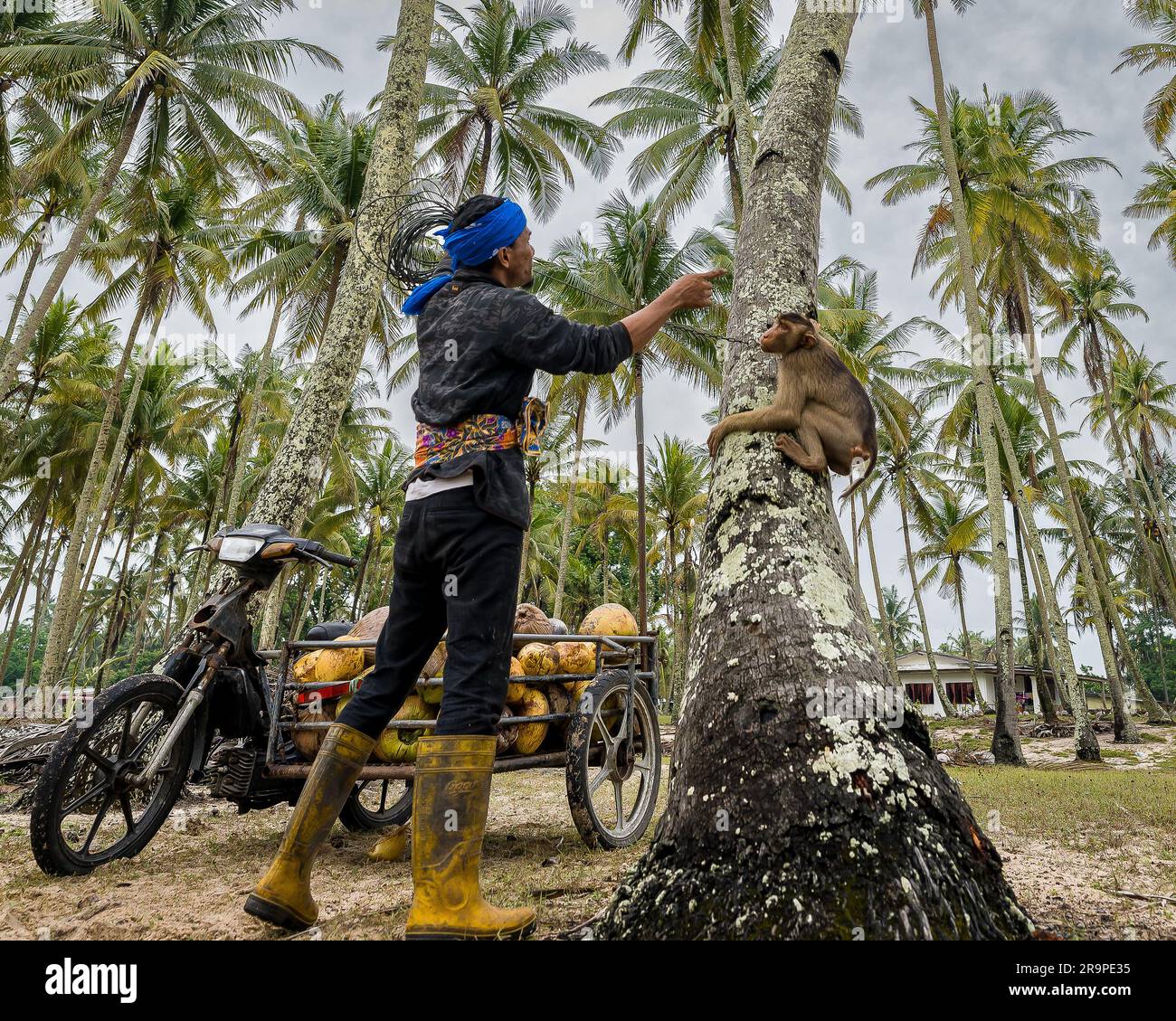 Monkey work hi-res stock photography and images - Alamy