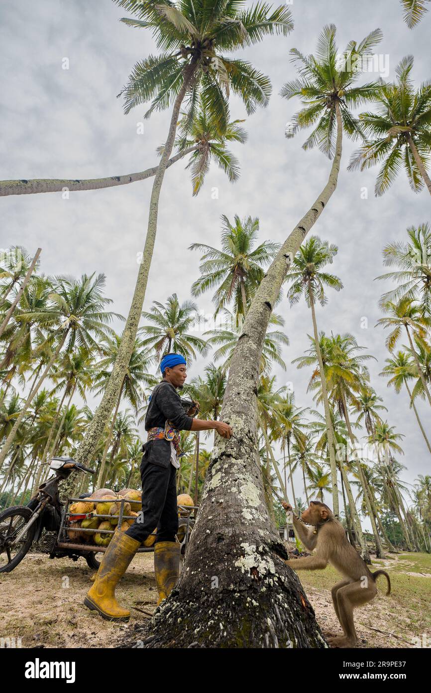 Monkey of work hi-res stock photography and images - Alamy