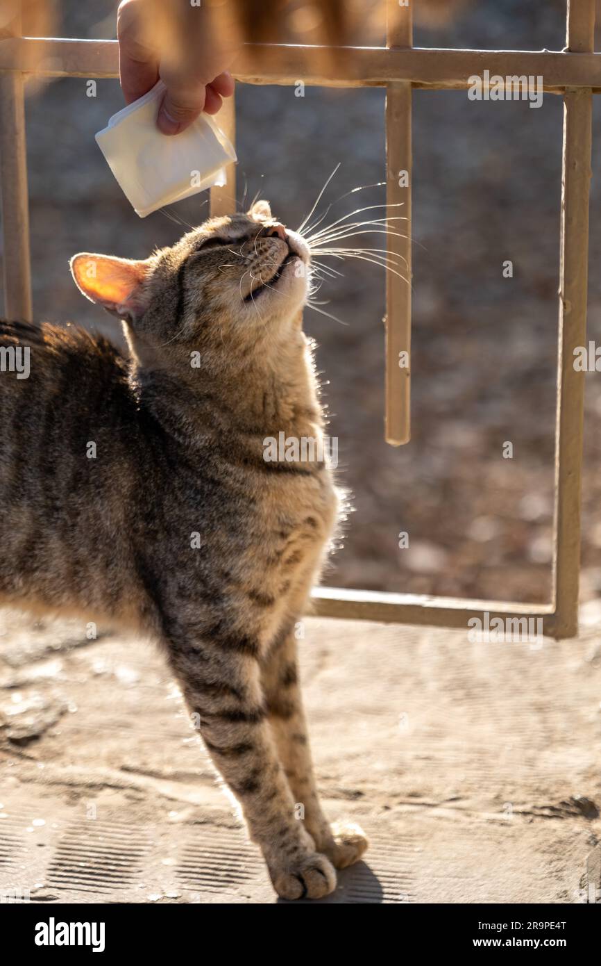 Stray cat egypt hi-res stock photography and images - Alamy