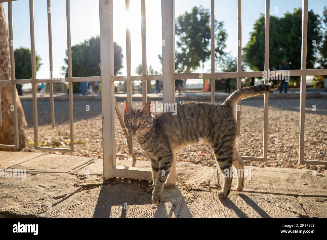Stray cat egypt hi-res stock photography and images - Alamy