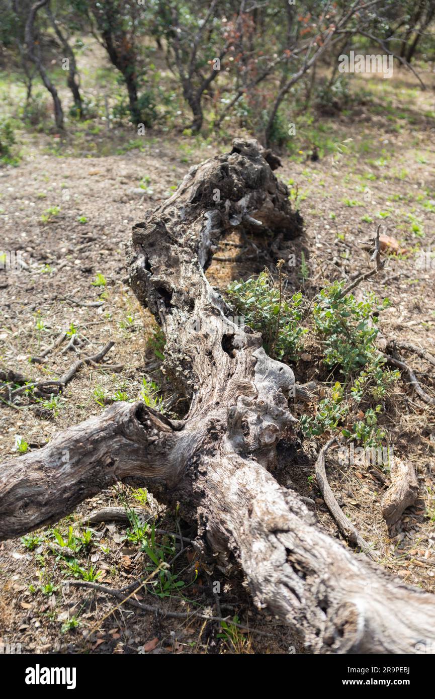 Forest landscape with fallen tree hi-res stock photography and images ...