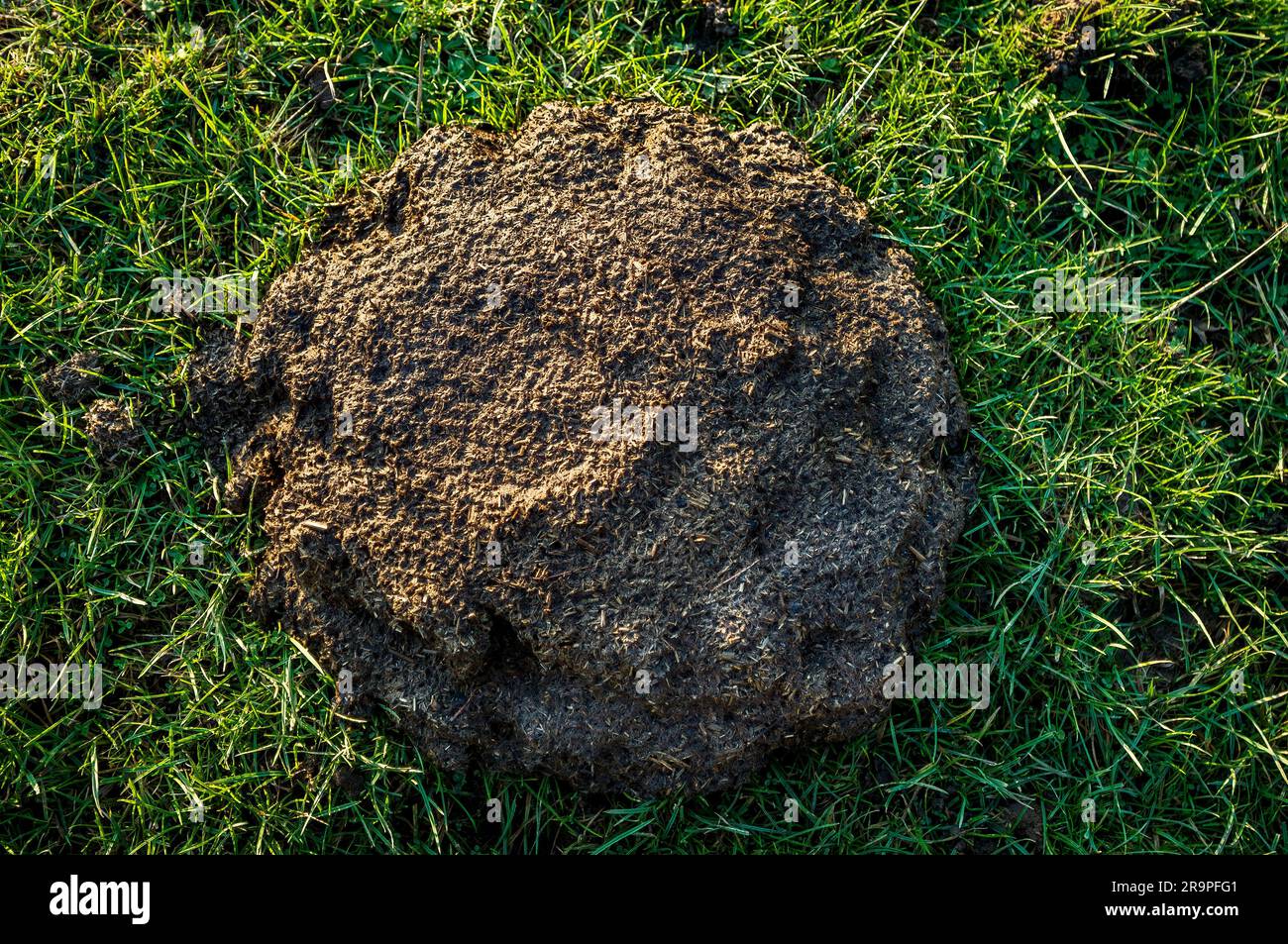 Cow pat in field hi-res stock photography and images - Alamy