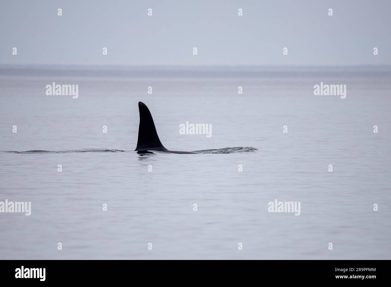 This photo shows a killer whale or orca which is swimming in the sea of ...