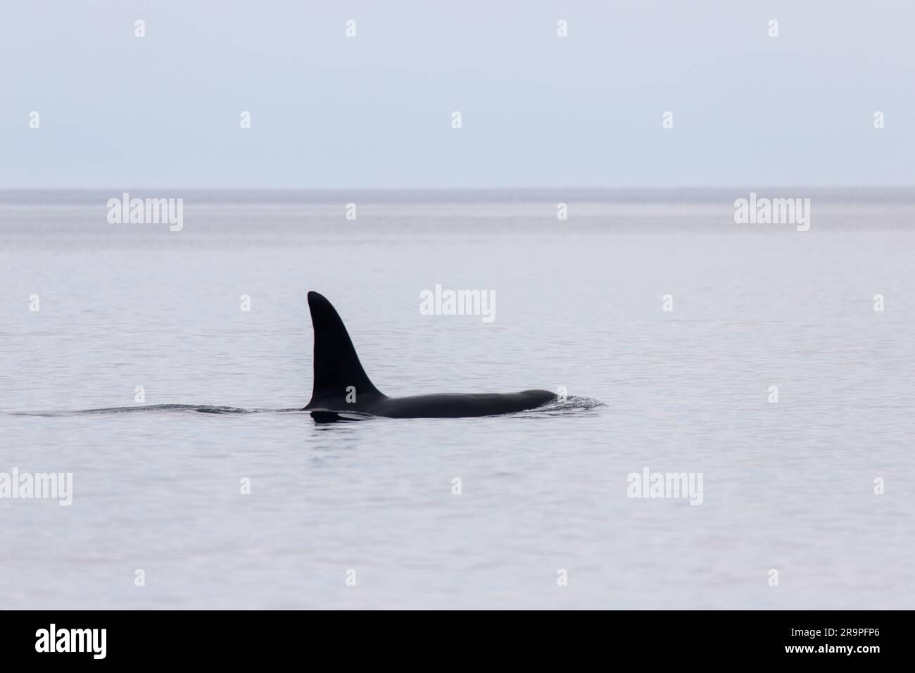 This photo shows a killer whale or orca which is swimming in the sea of ...