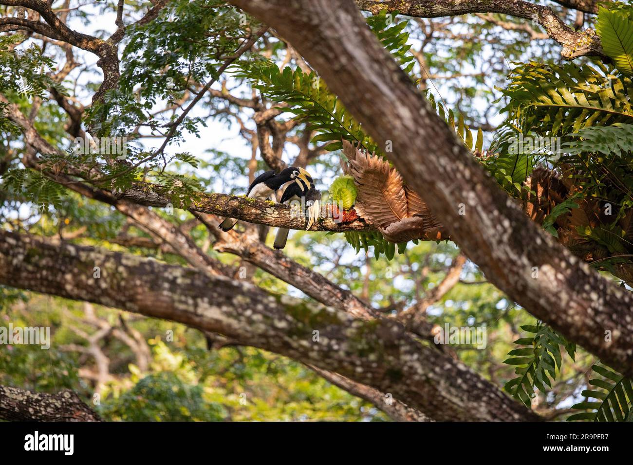 Piloerection animal hi-res stock photography and images - Alamy