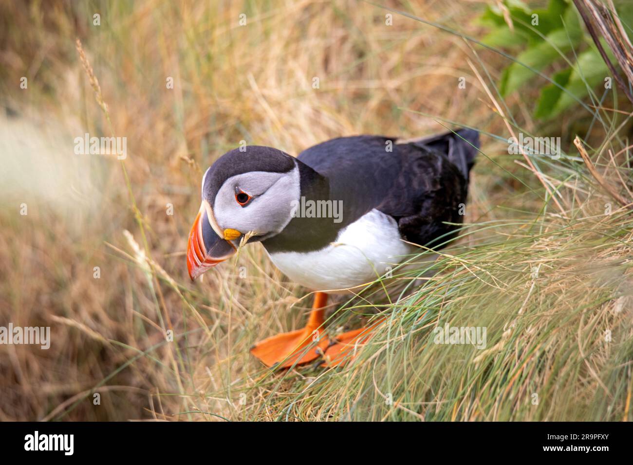 This photo shows a puffin or also sea parrot named on the Isle of ...
