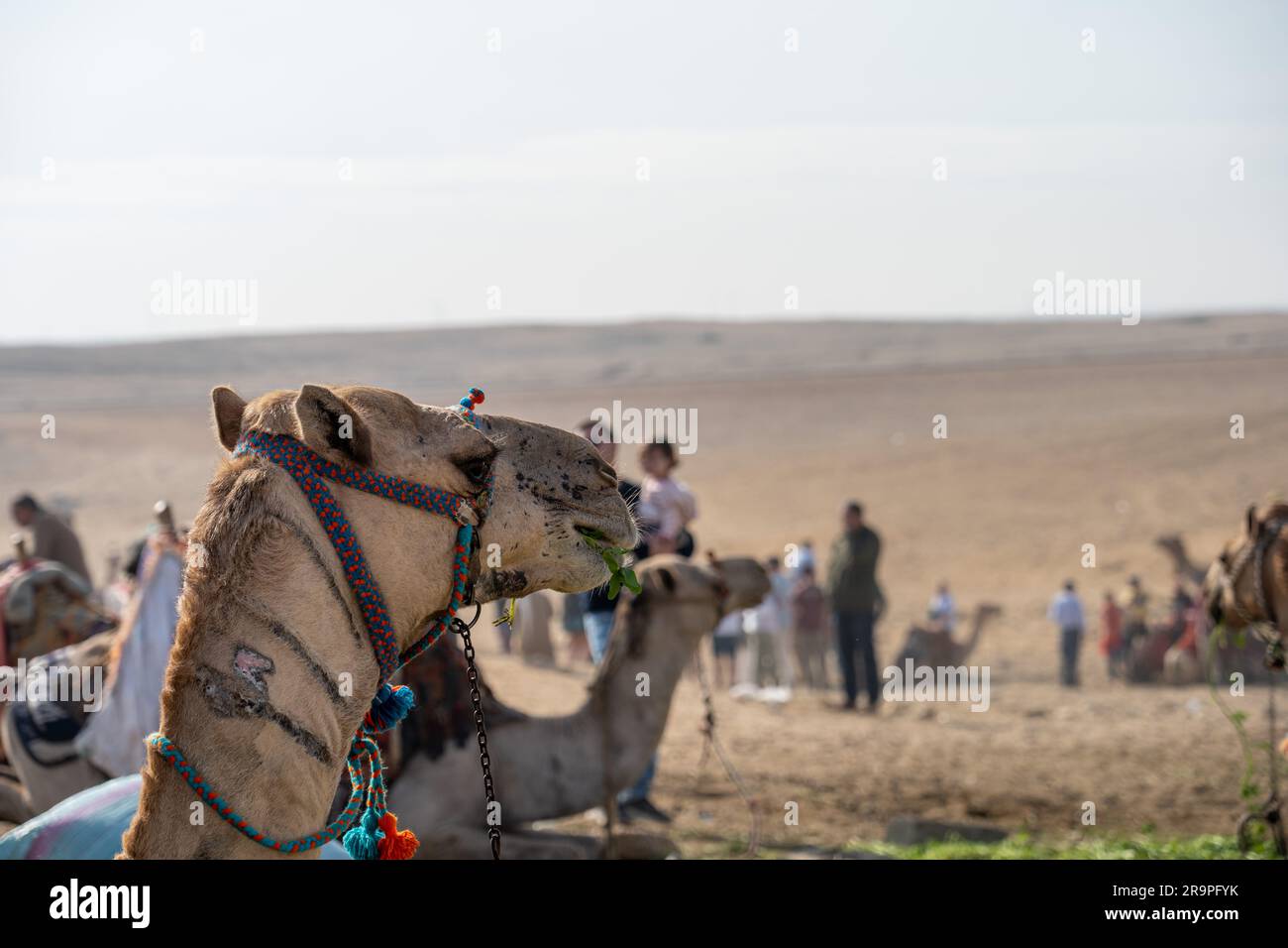 Camel Eating Leaves in Egypt Stock Photo - Alamy