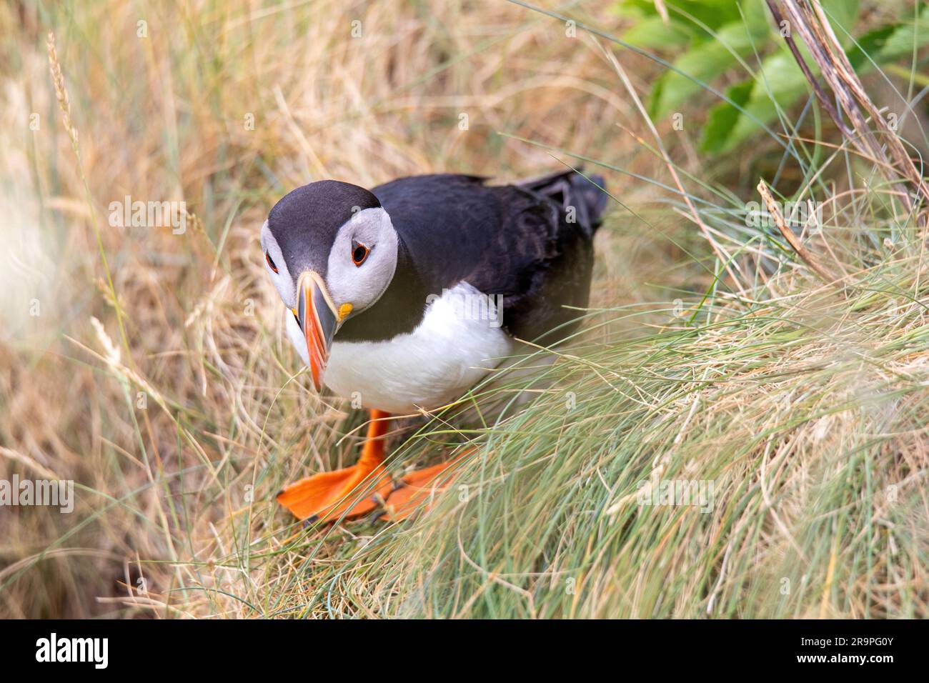 This photo shows a puffin or also sea parrot named on the Isle of ...