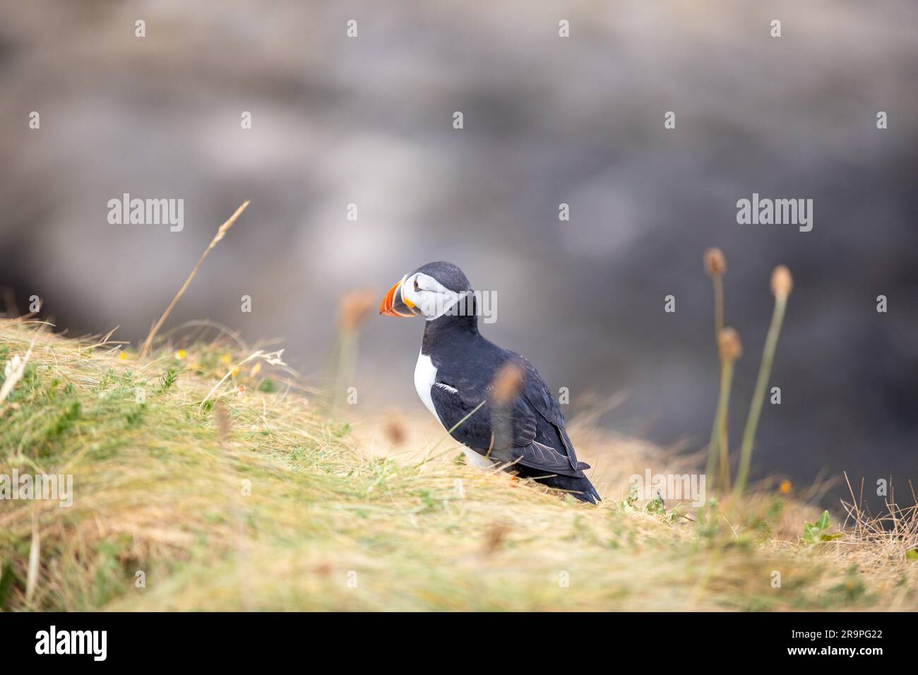 This photo shows a puffin or also sea parrot named on the Isle of ...
