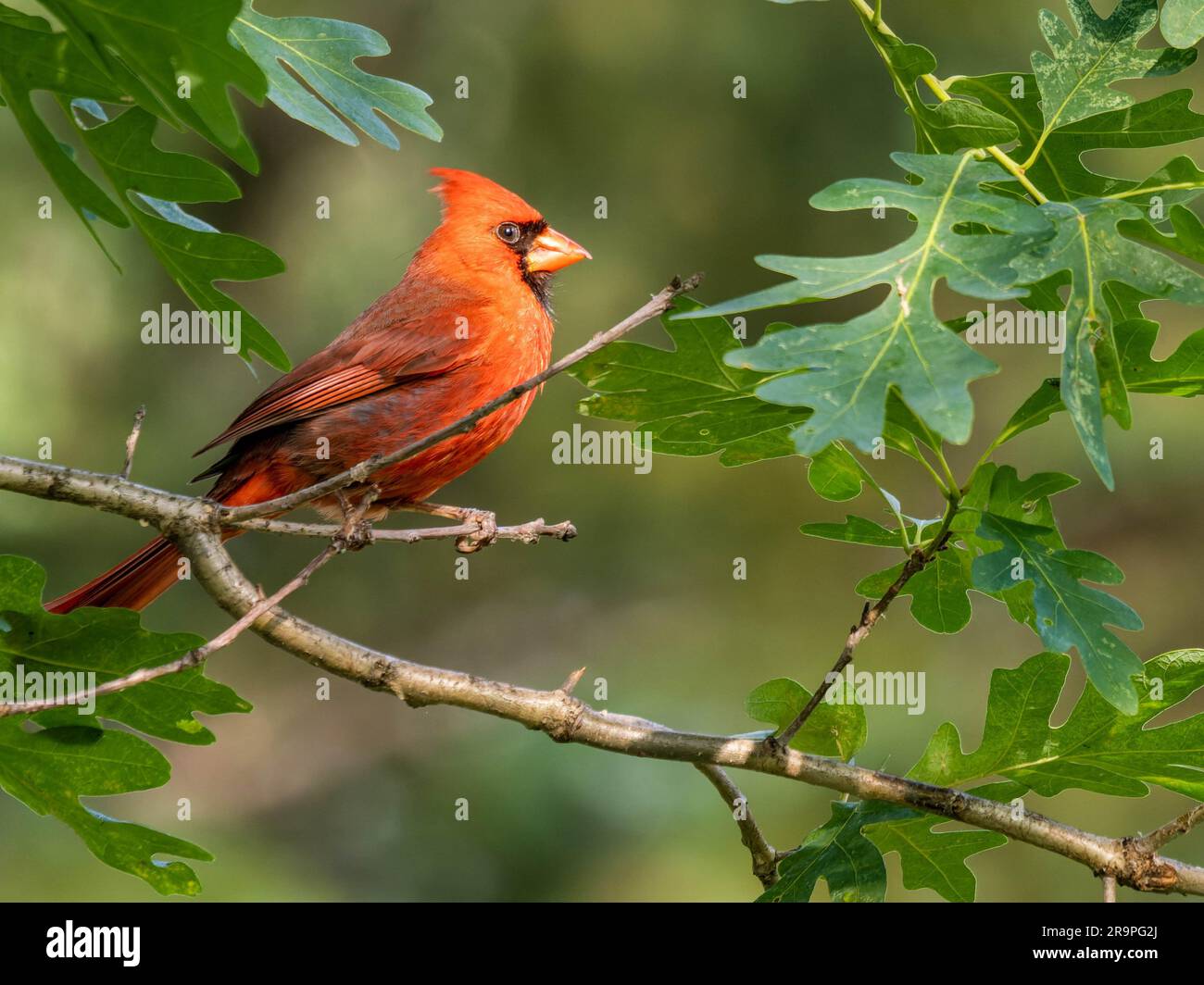 A male northern cardinal perched on the branch of a tree with lush ...