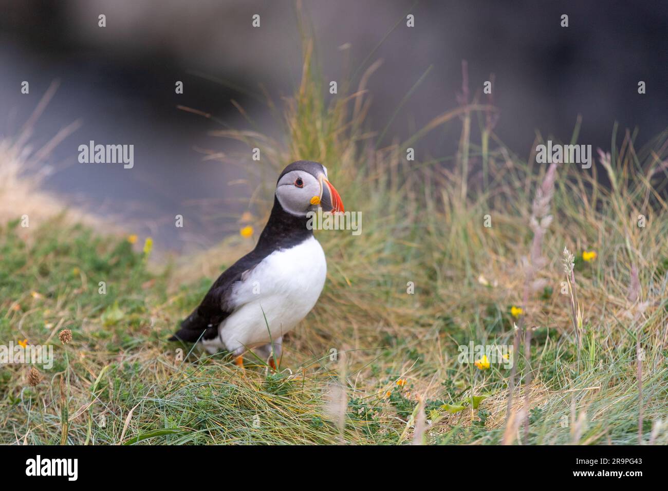 This photo shows a puffin or also sea parrot named on the Isle of ...
