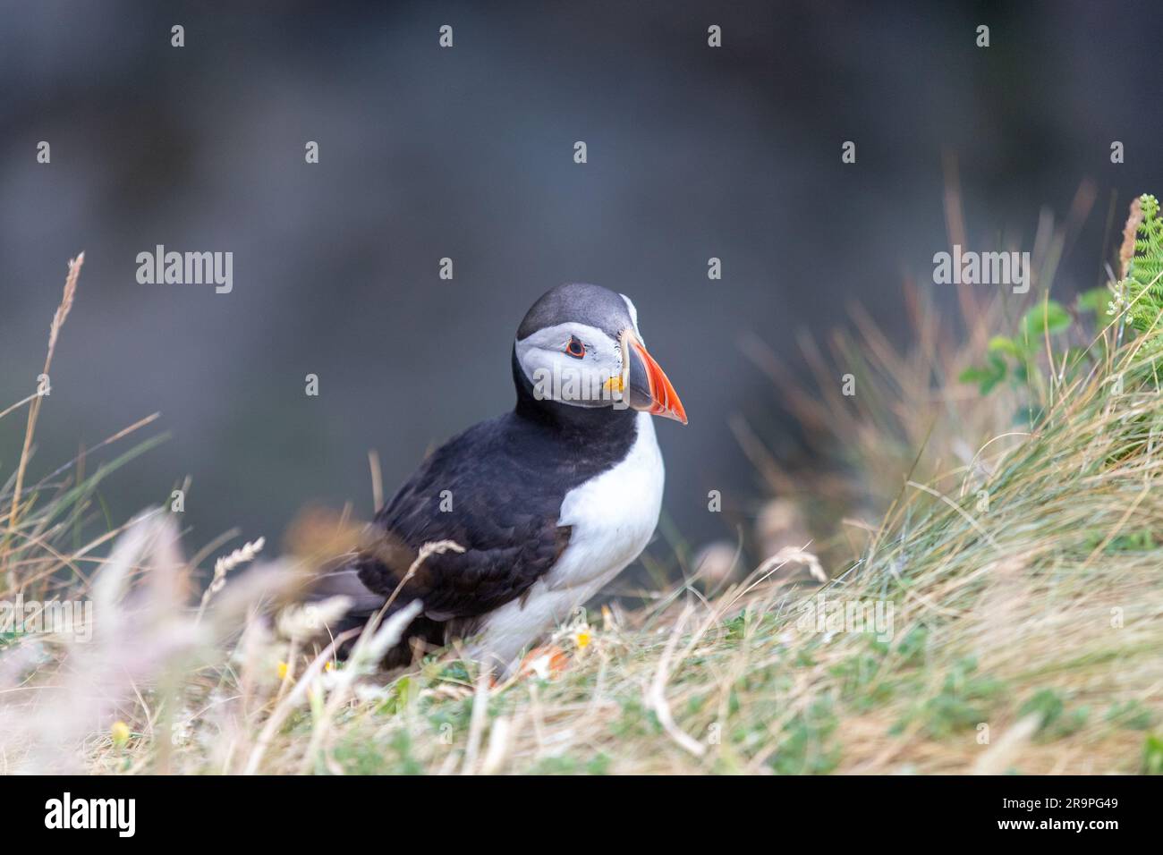 Sea parrot hi-res stock photography and images - Alamy