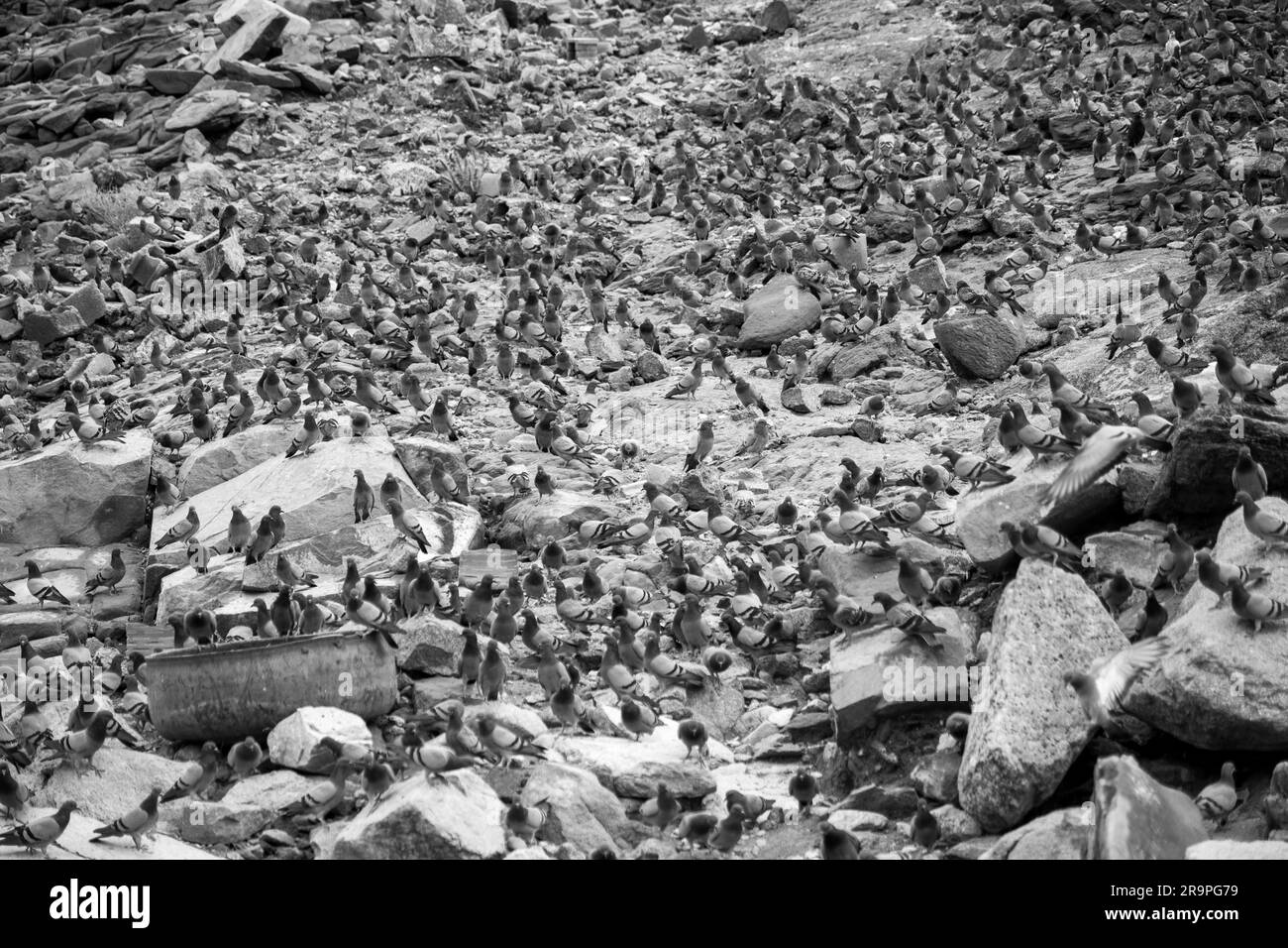 Black wings resting Black and White Stock Photos & Images - Alamy