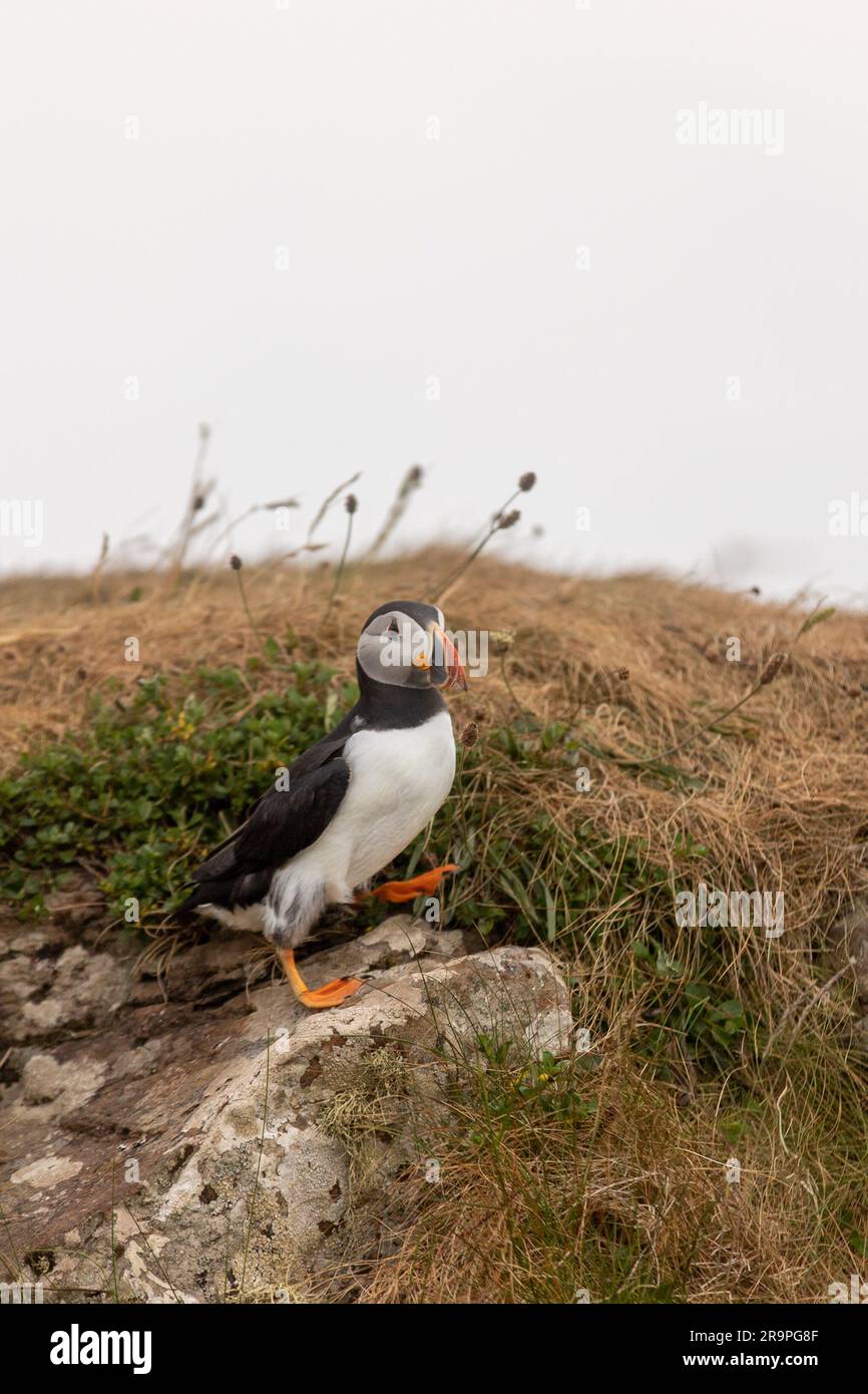 This photo shows a puffin or also sea parrot named on the Isle of ...