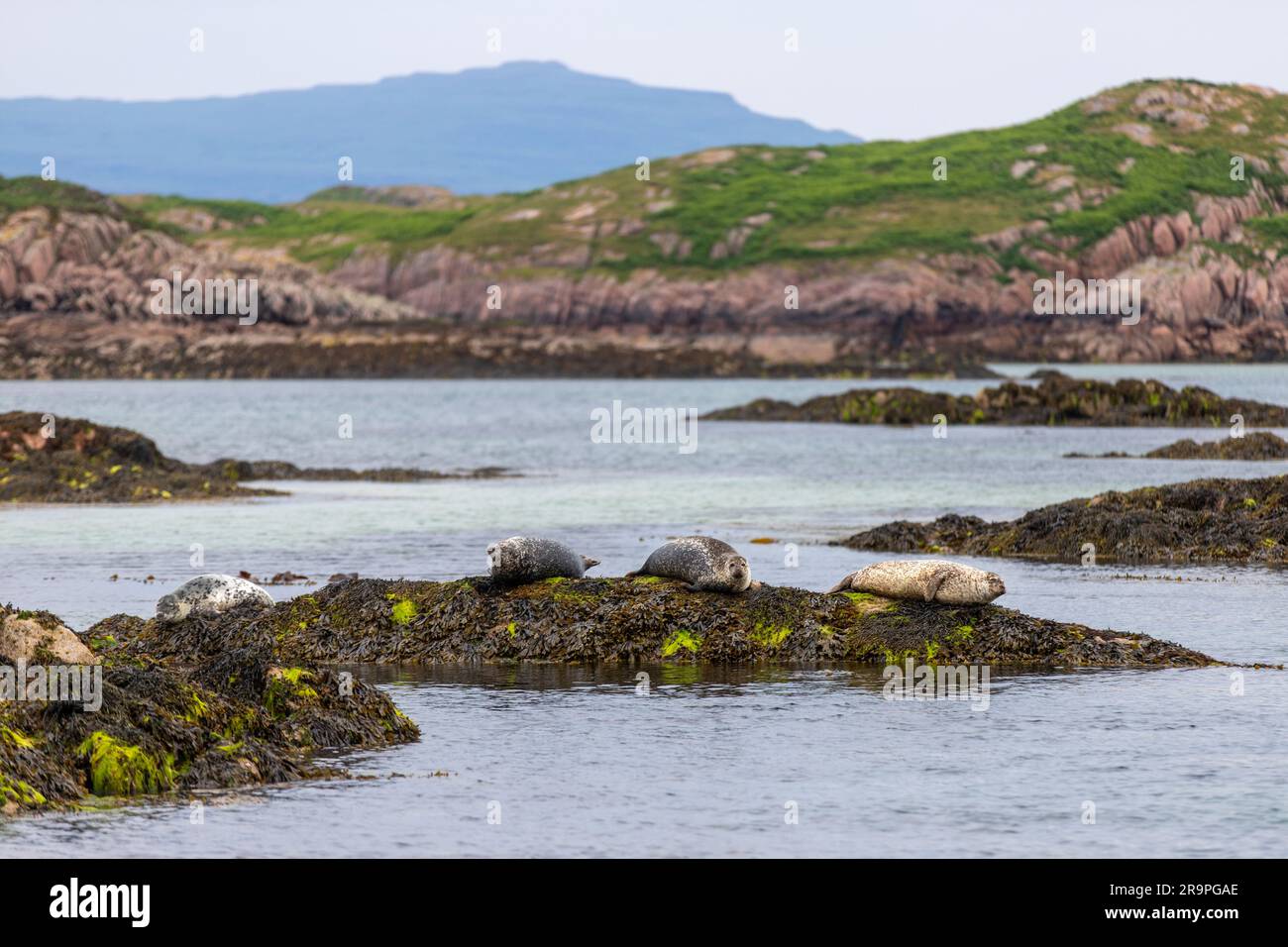 This photo shows a group of seals on a rock. The photo was taken on the ...