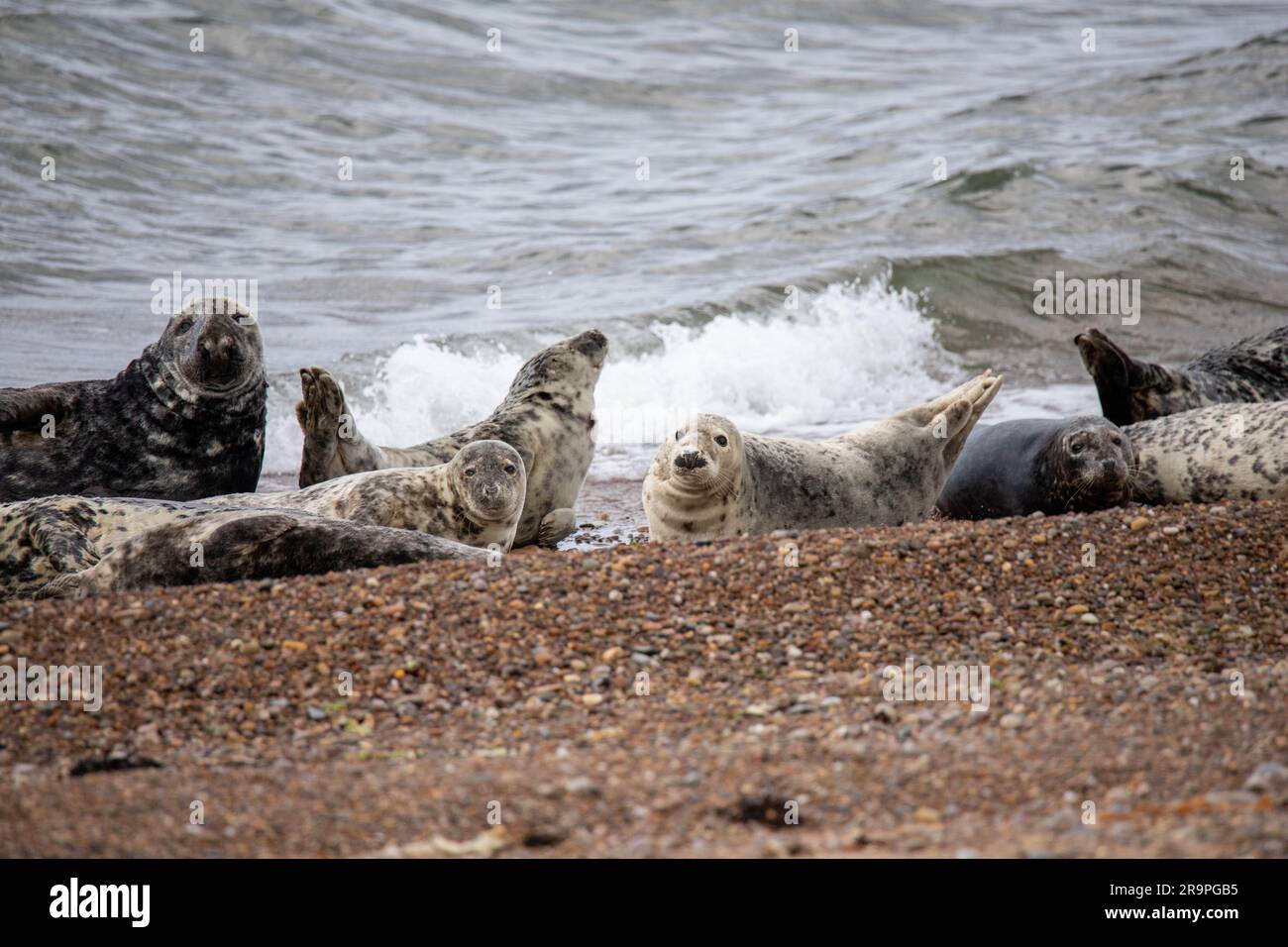 This photo shows a group of seals at the coastline of the North Sea ...