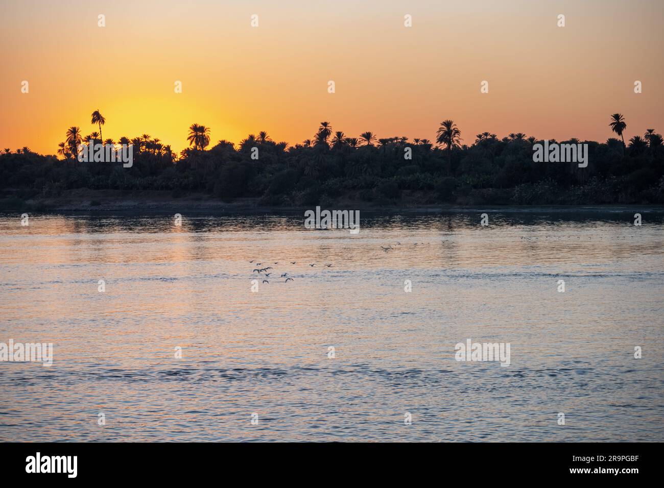 Birds Flying During Sunset over the Nile River Stock Photo - Alamy